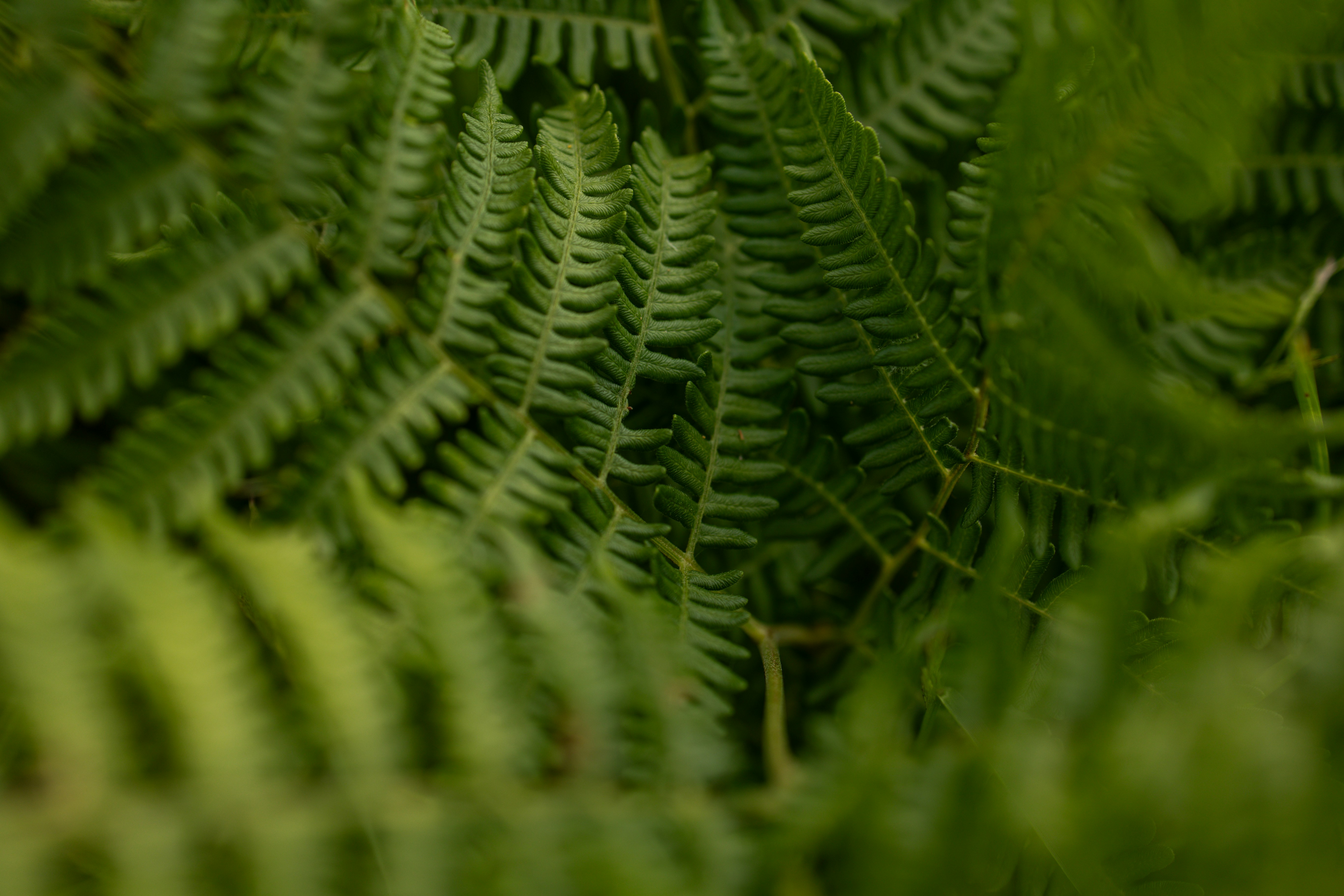Close-up of lush green fern fronds in a forest