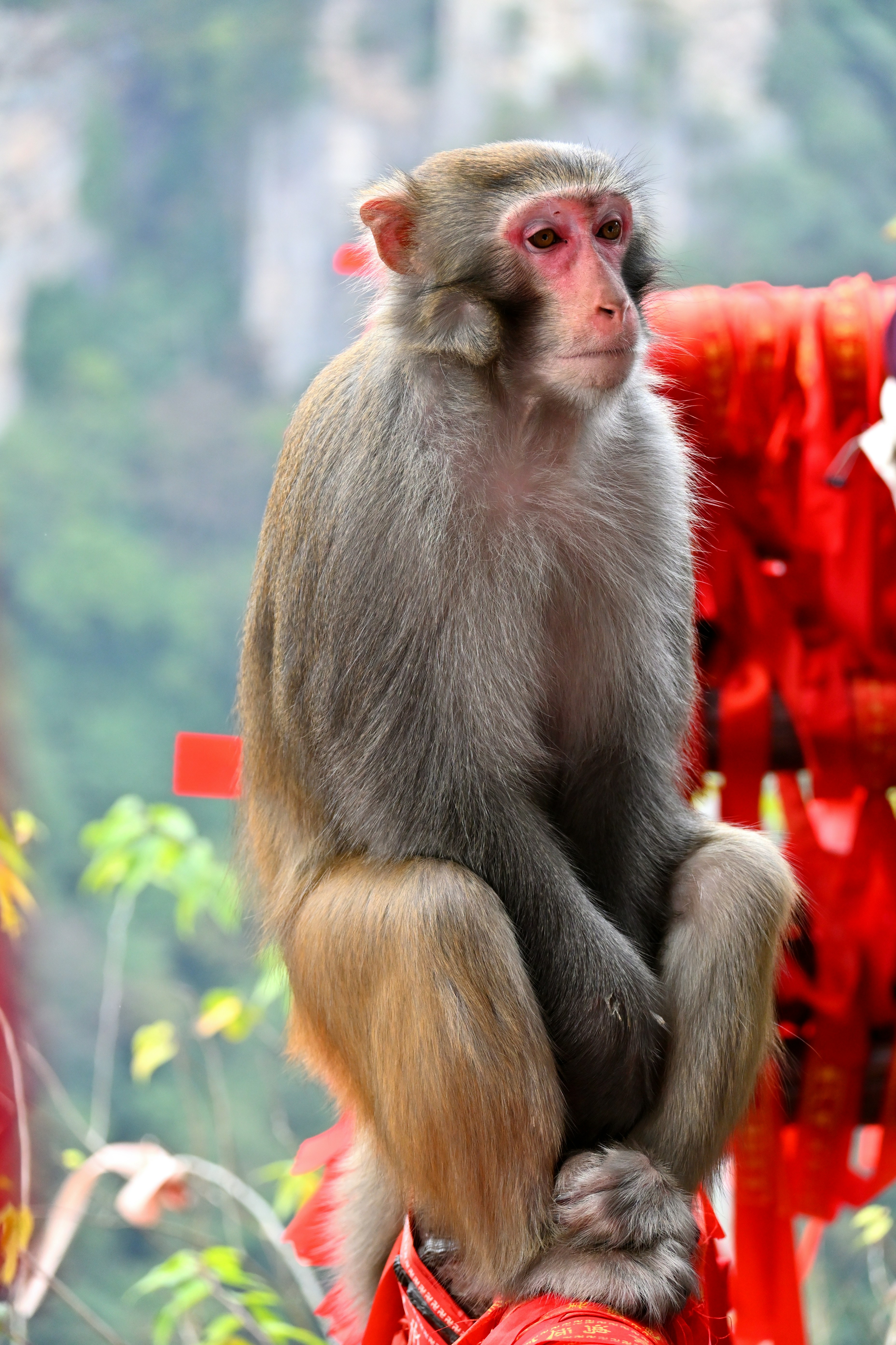 Contemplative Macaque Amid Red Festival Ribbons