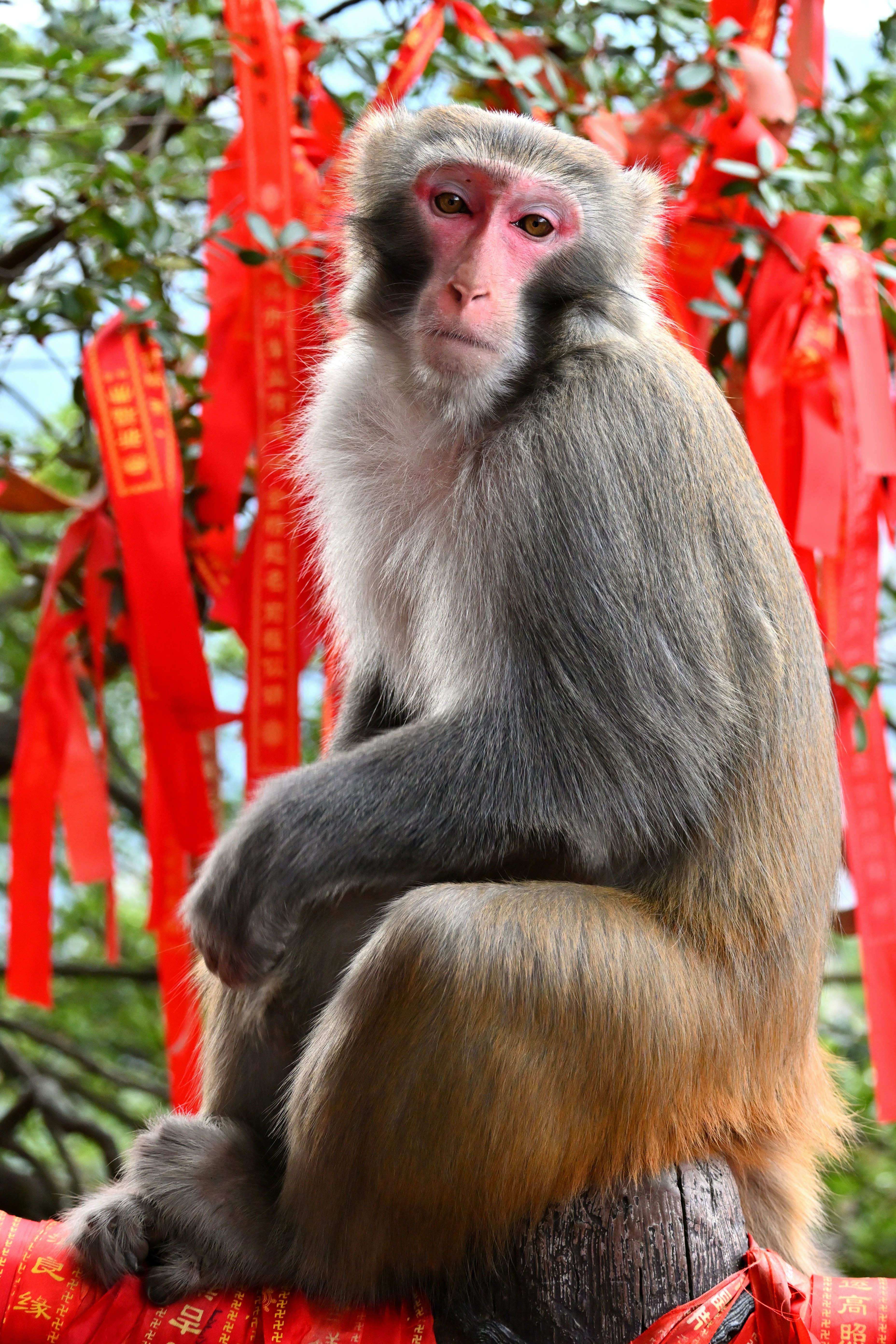 A macaque perched gracefully on a wooden post, surrounded by vibrant red ribbons symbolizing celebration and tradition.