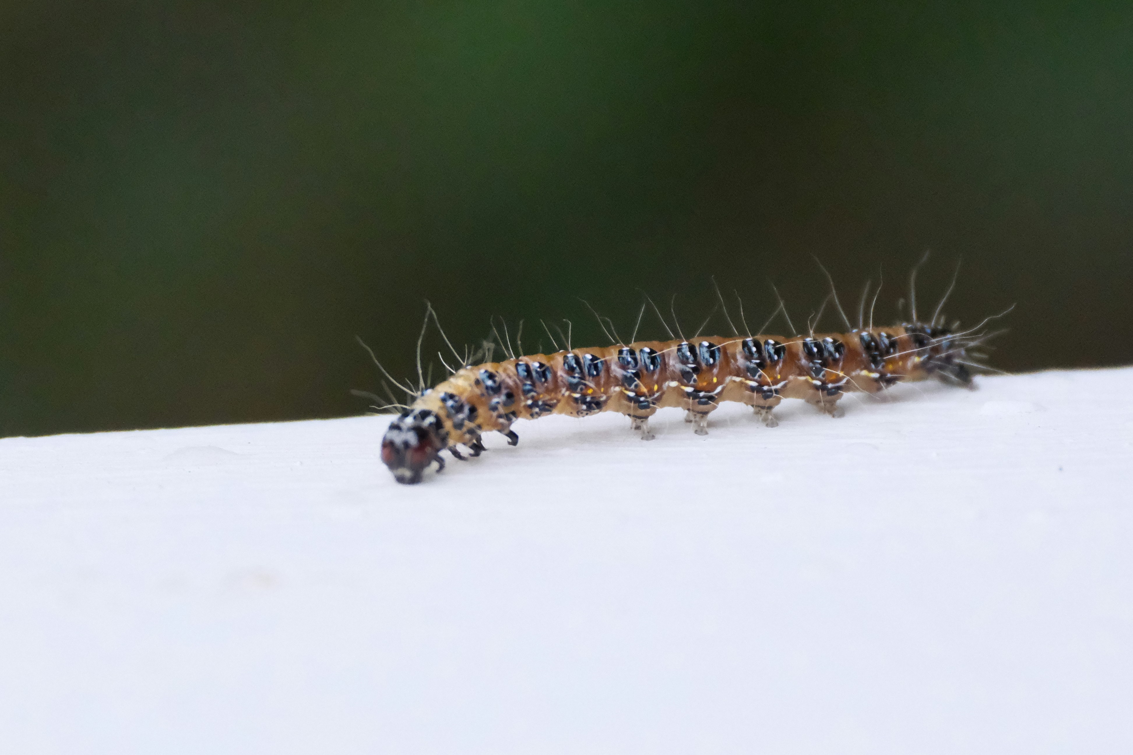 The Delicate Wanderer: A Caterpillar's Journey