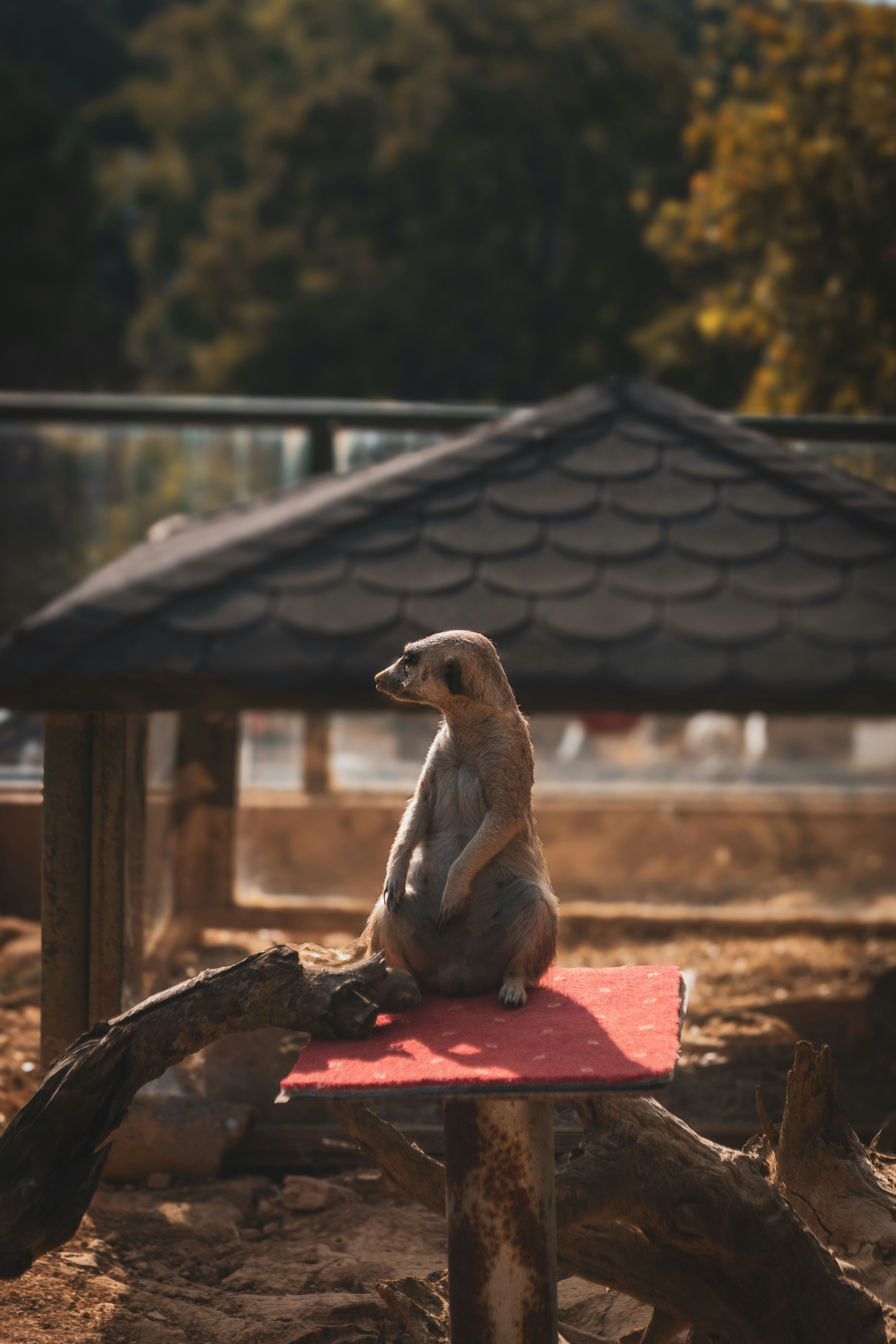 A Moment of Contemplation in the Wild