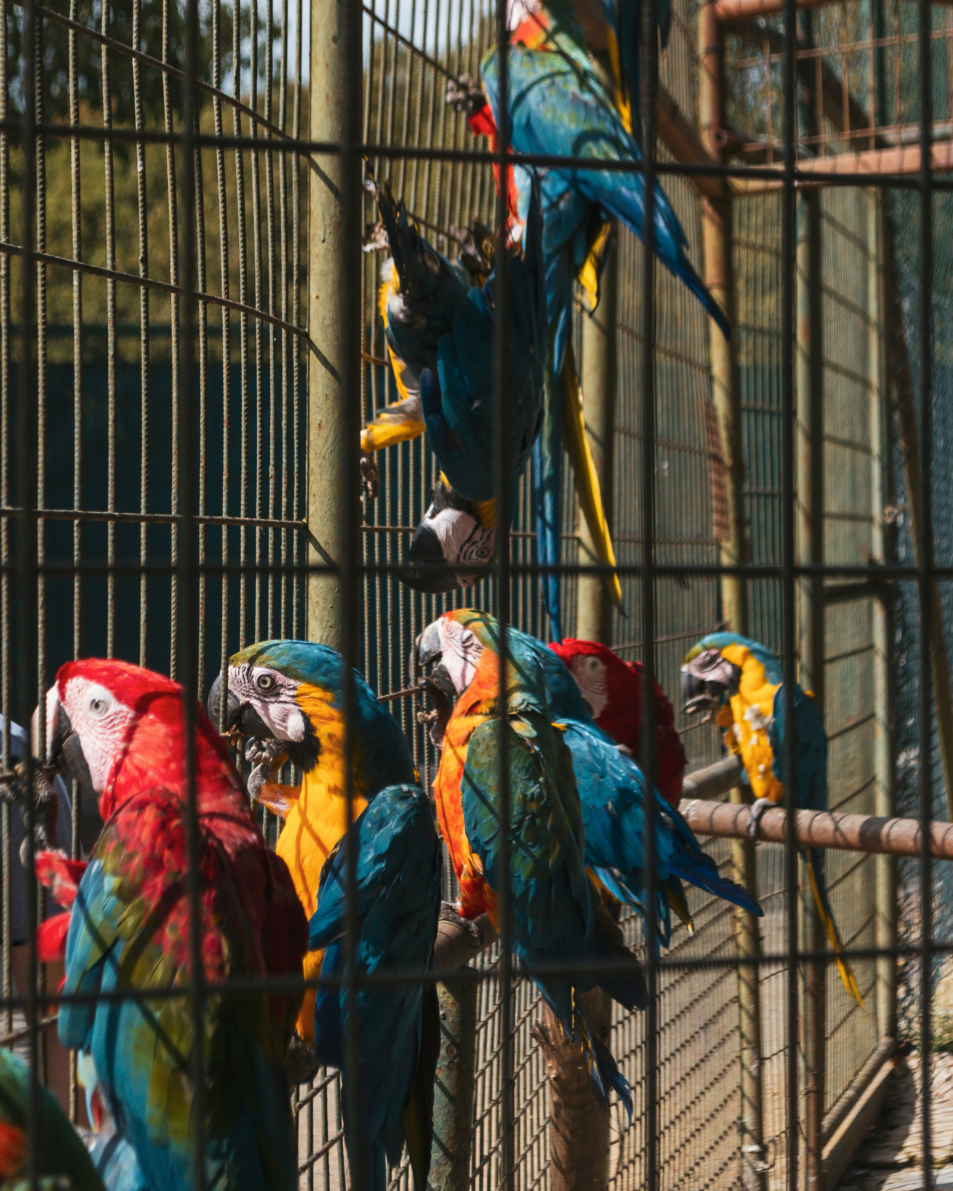 A Symphony of Colors: Parrots in Harmony