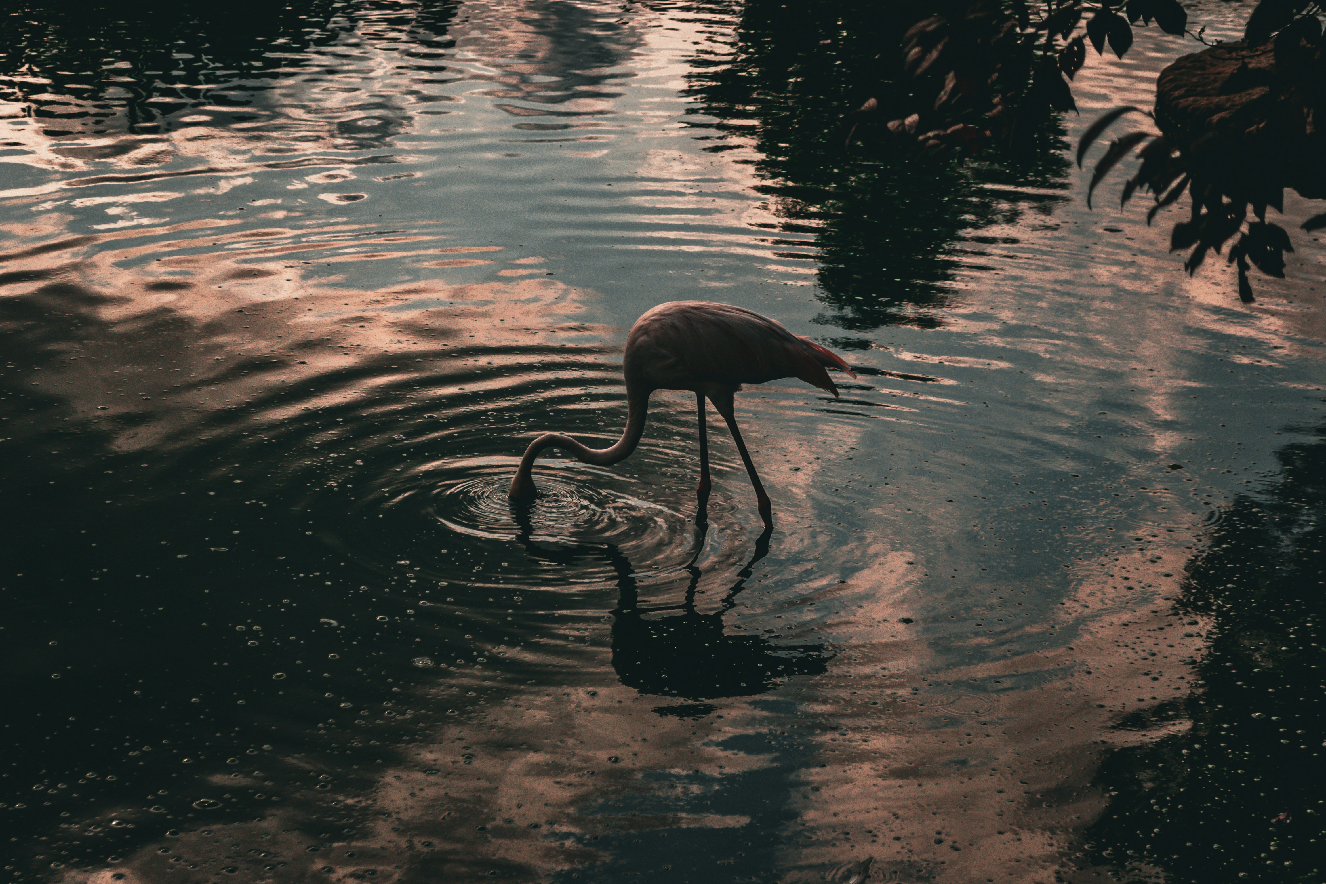 Elegance in Still Waters