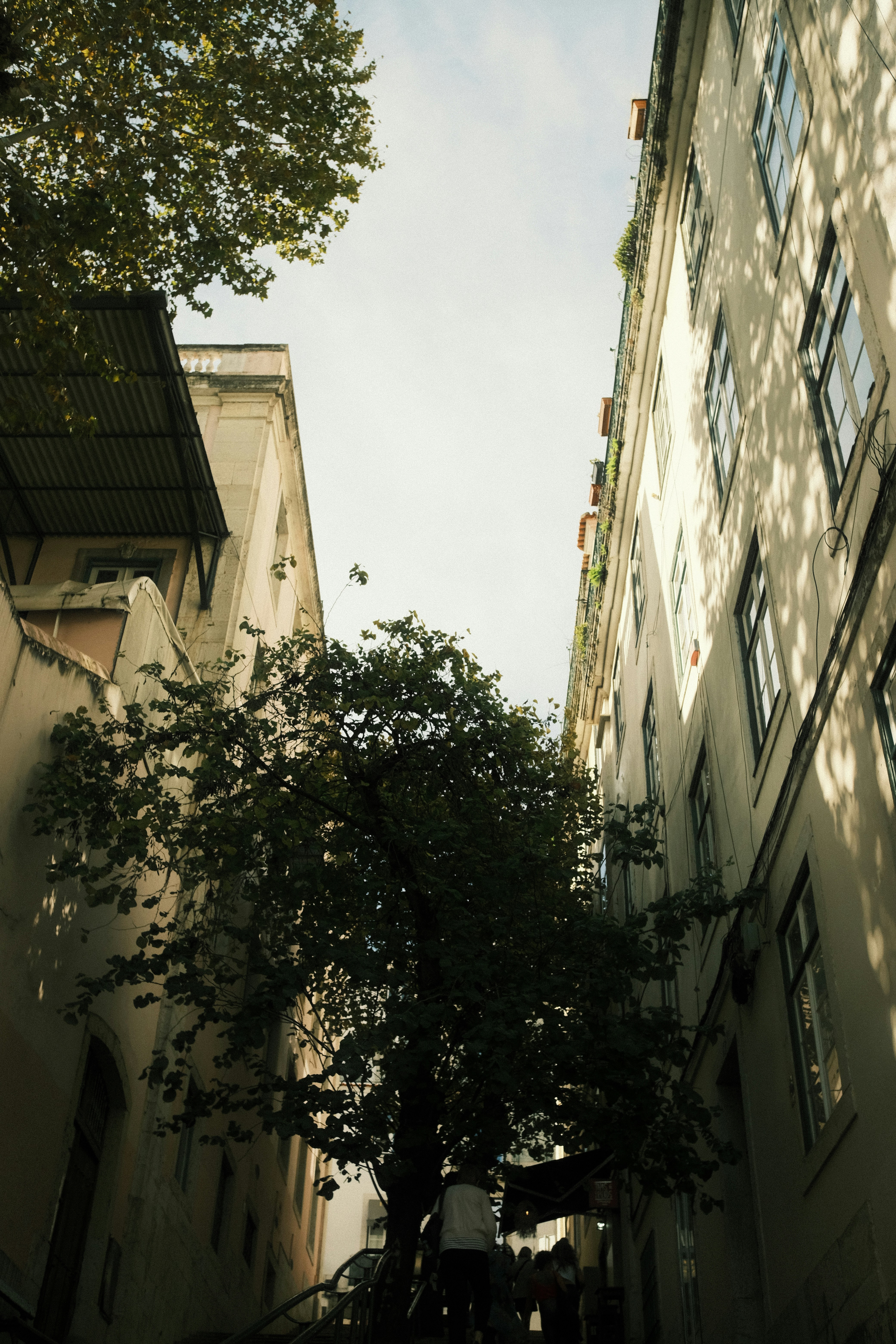 European urban charm captured in a sunlit street, showcasing cobblestones, pastel-colored buildings, and classic balconies. Perfect for travel and architecture projects. | Narrow street between buildings with a tree