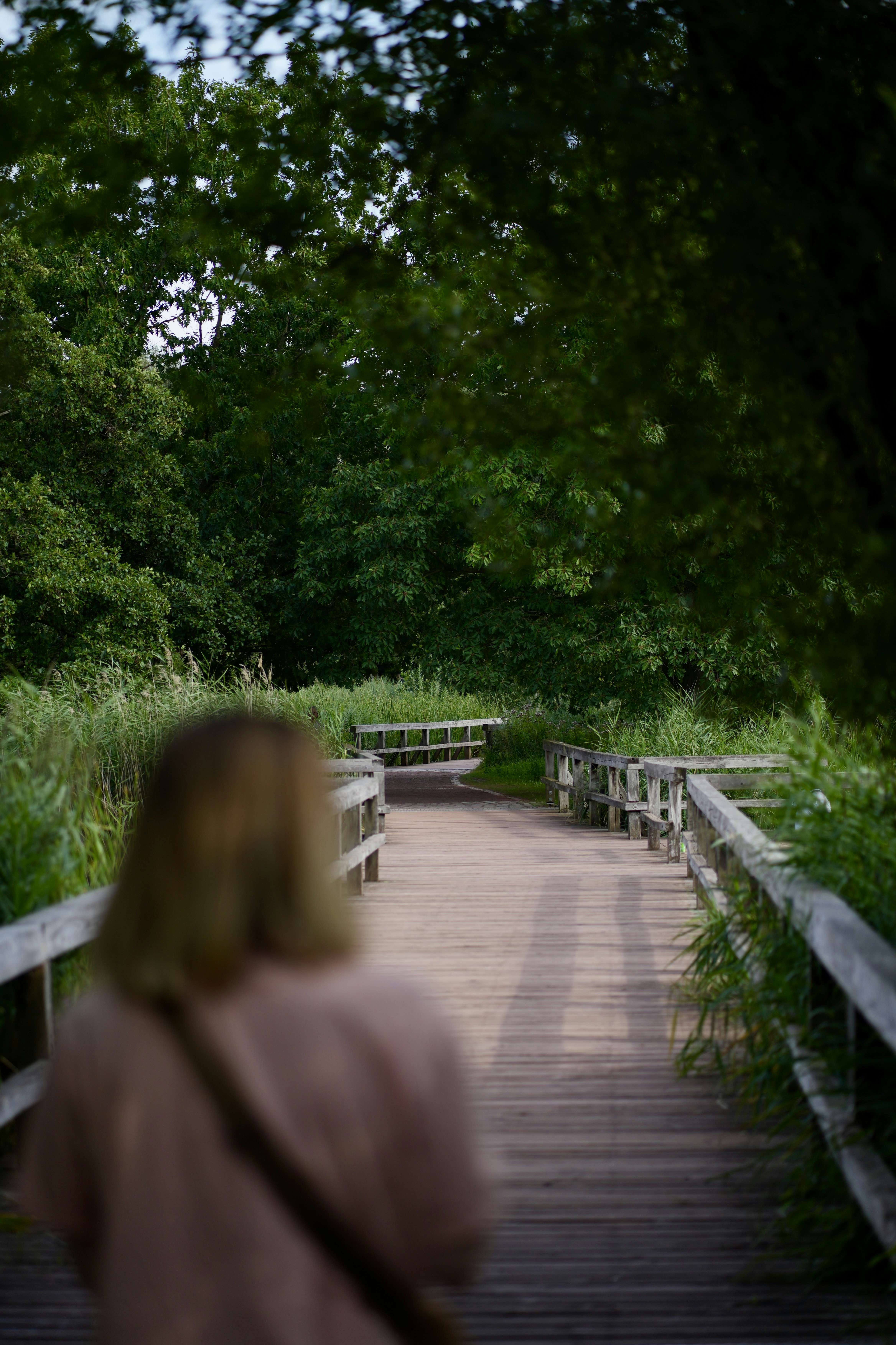 A serene wooden walkway meanders through lush greenery, inviting exploration and tranquility.
