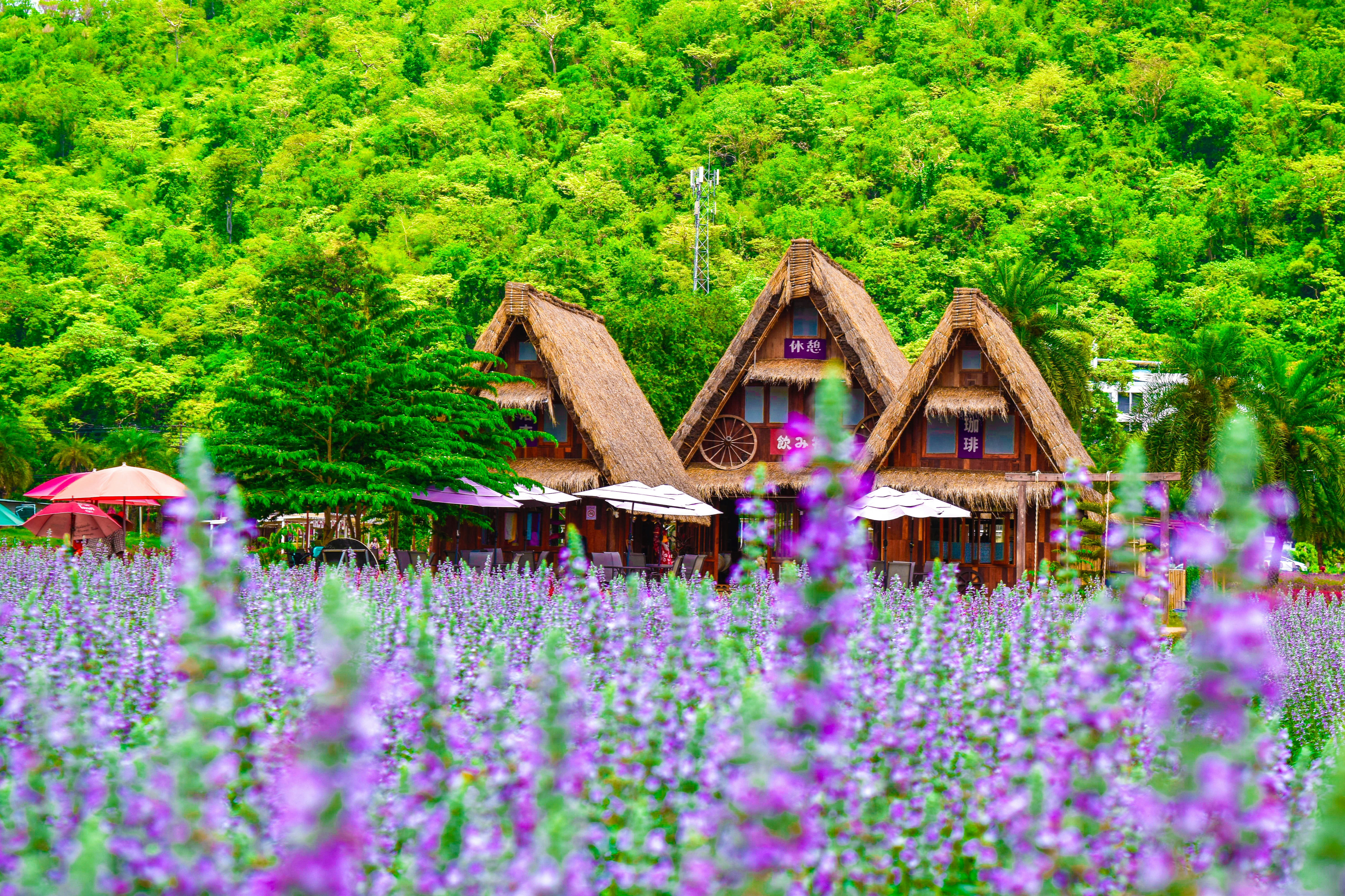 Thatched roof huts nestled in a lavender field.
