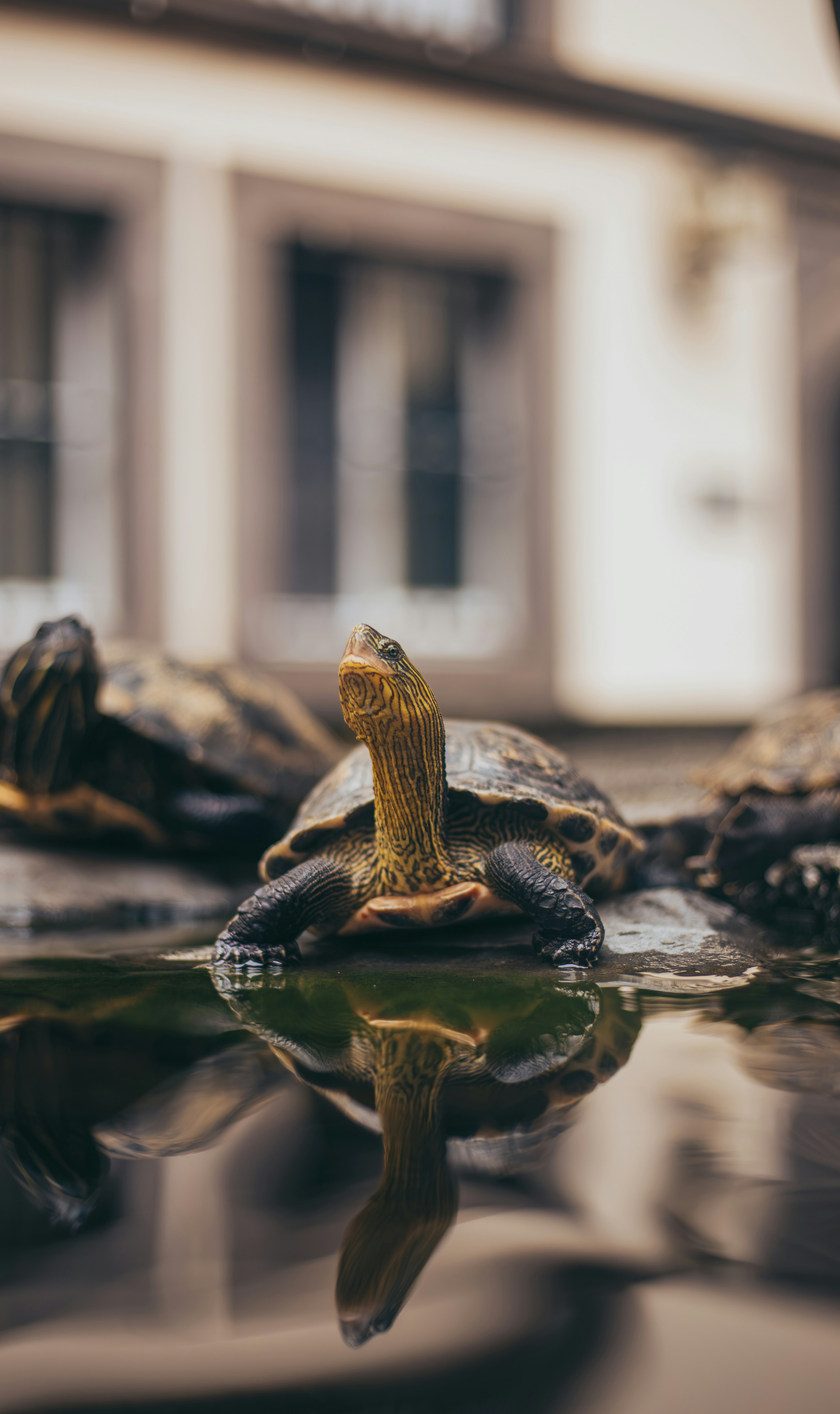 A turtle stretches its neck out of the water.