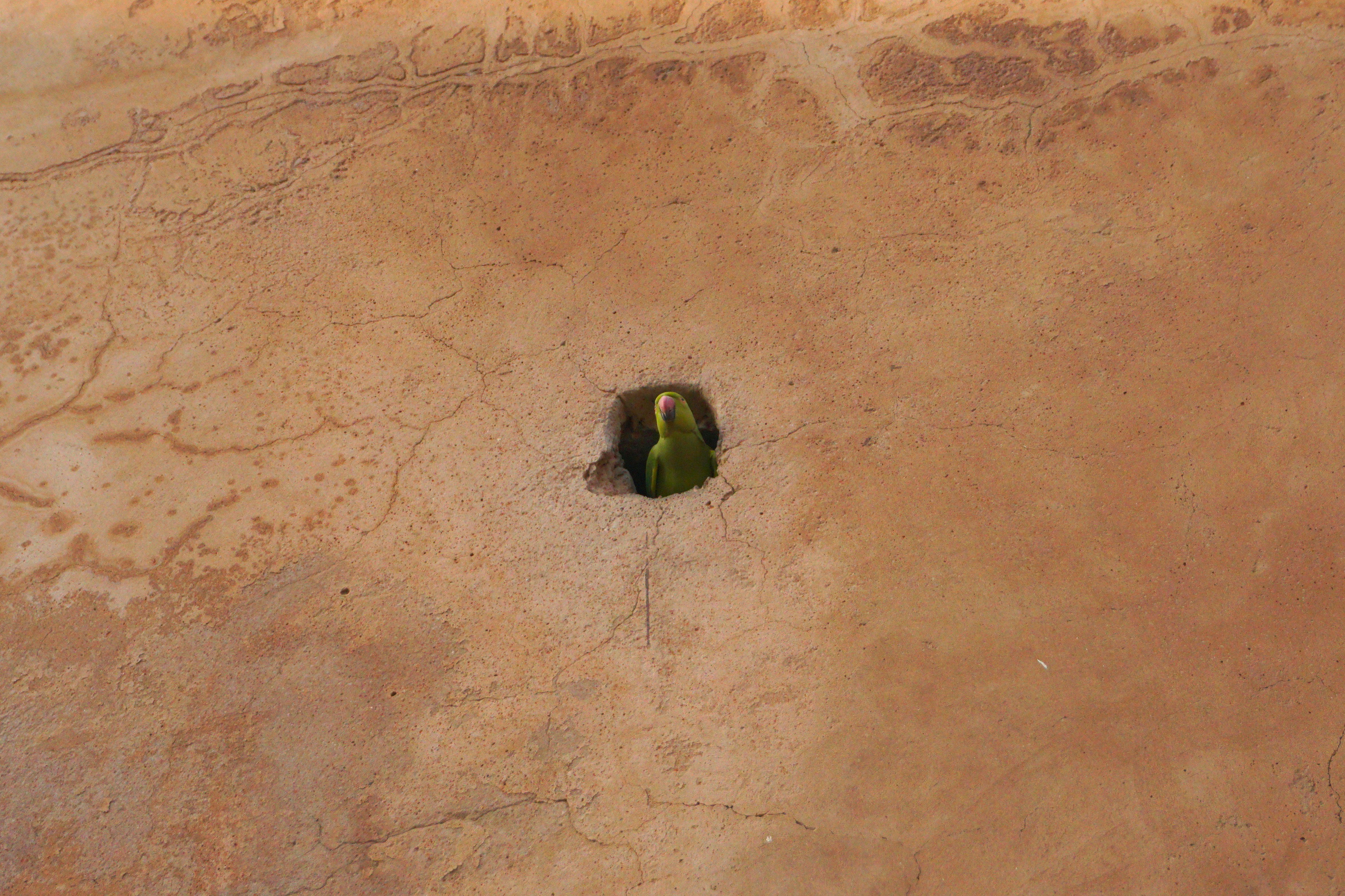 Emergence from the Earth: A Parrot's Secret Hideaway