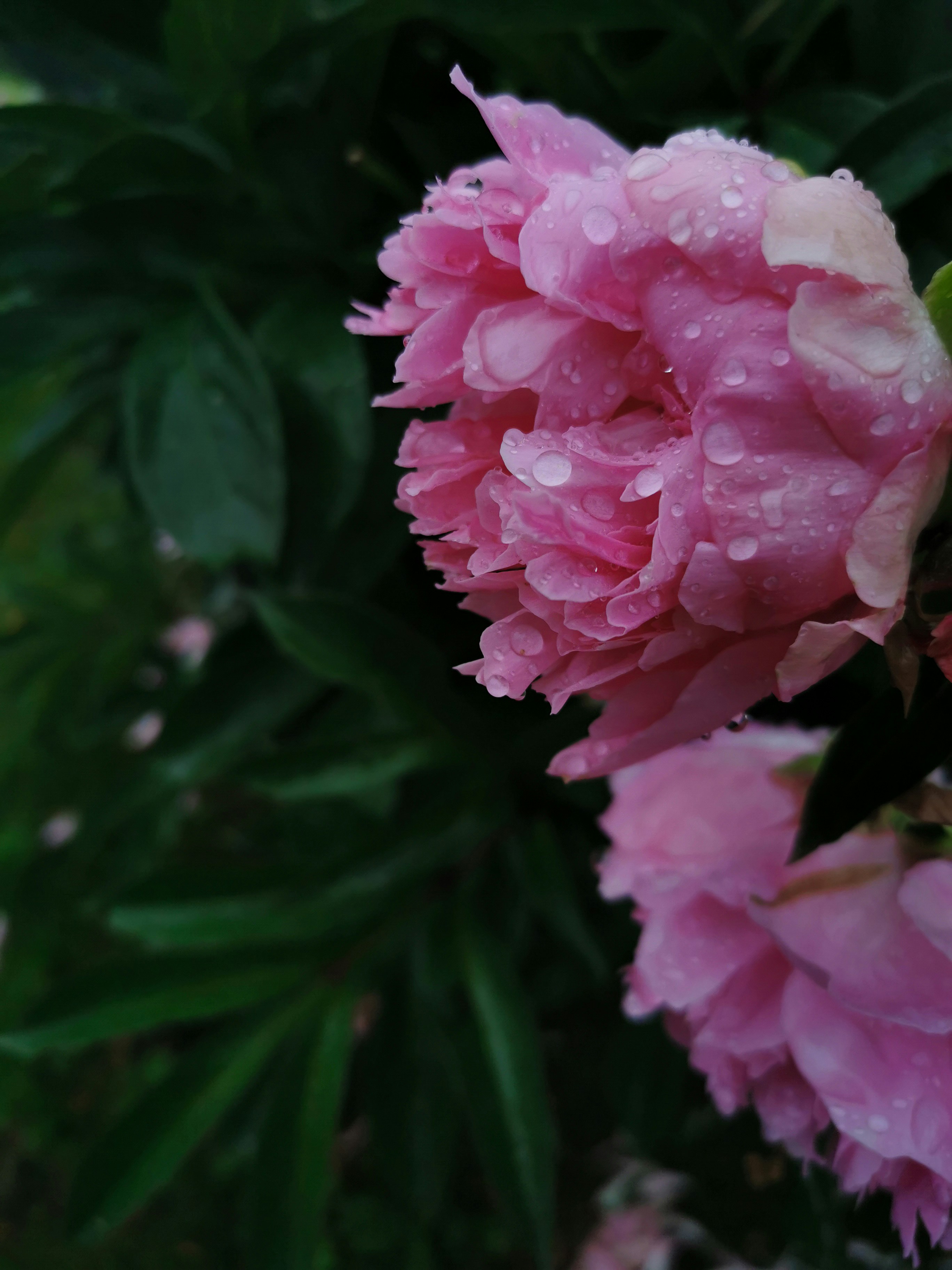 Pink peonies covered in water droplets