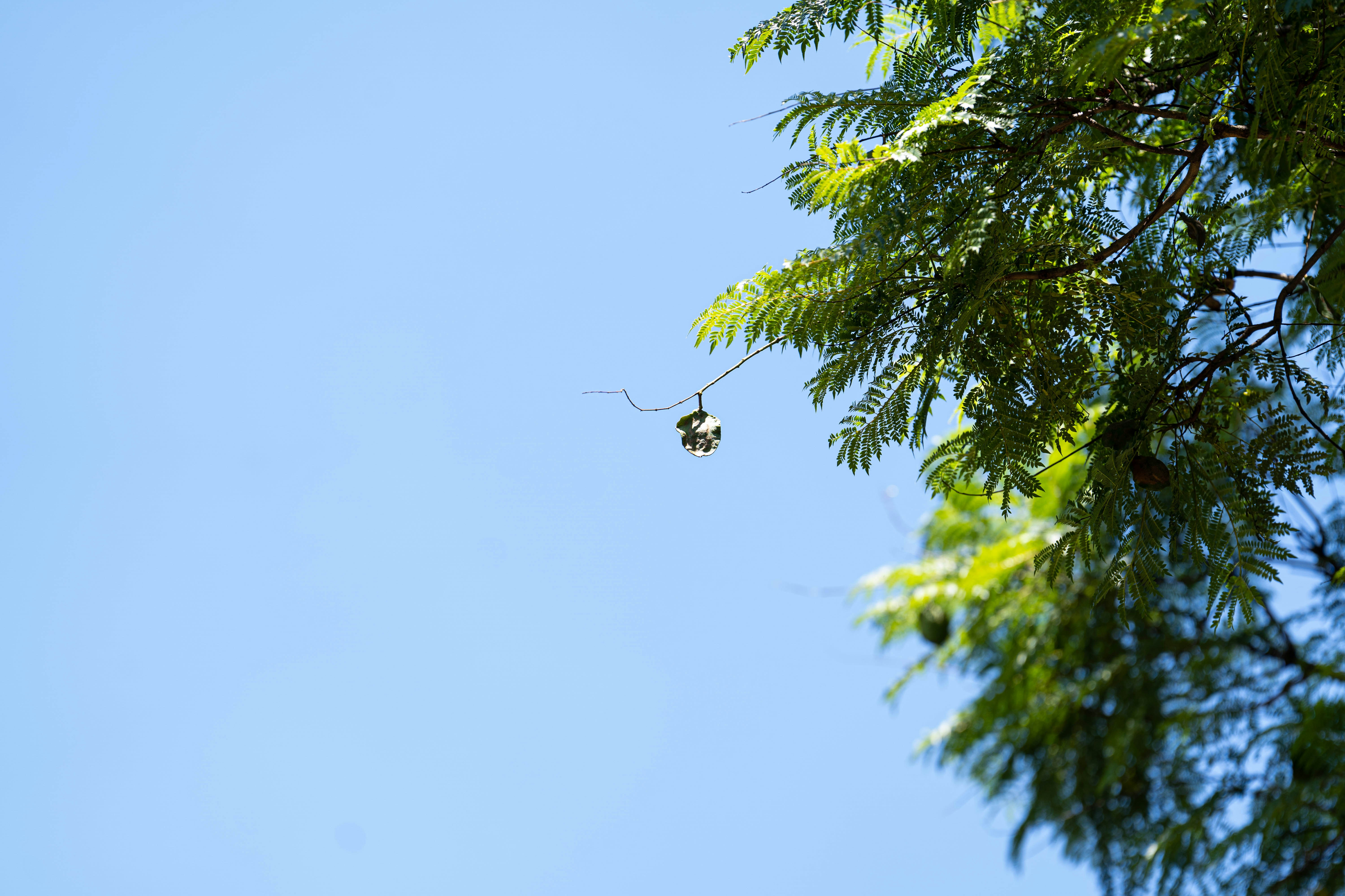 Person zip-lining through green trees against blue sky