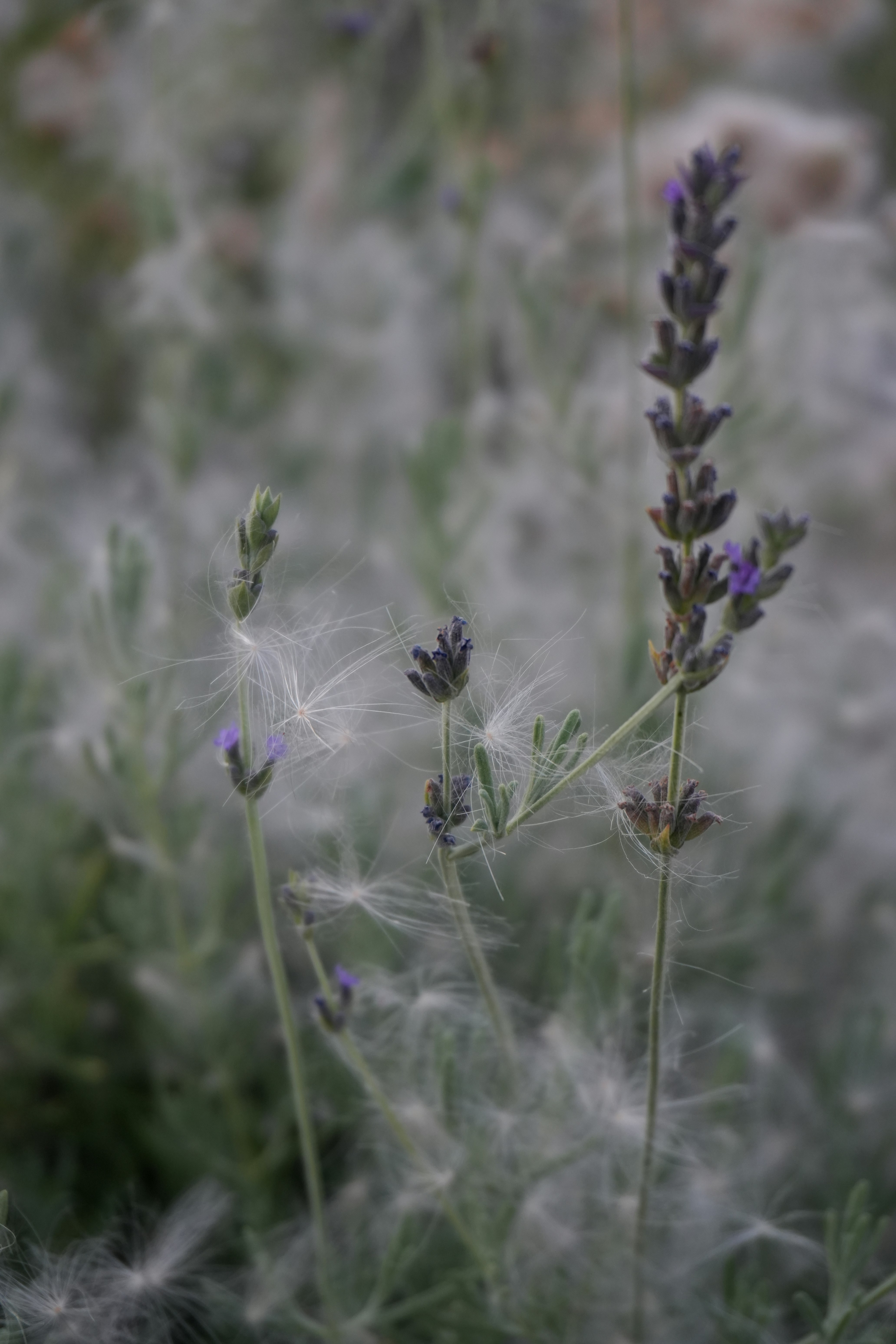 Whispers of Lavender in a Dreamy Mist