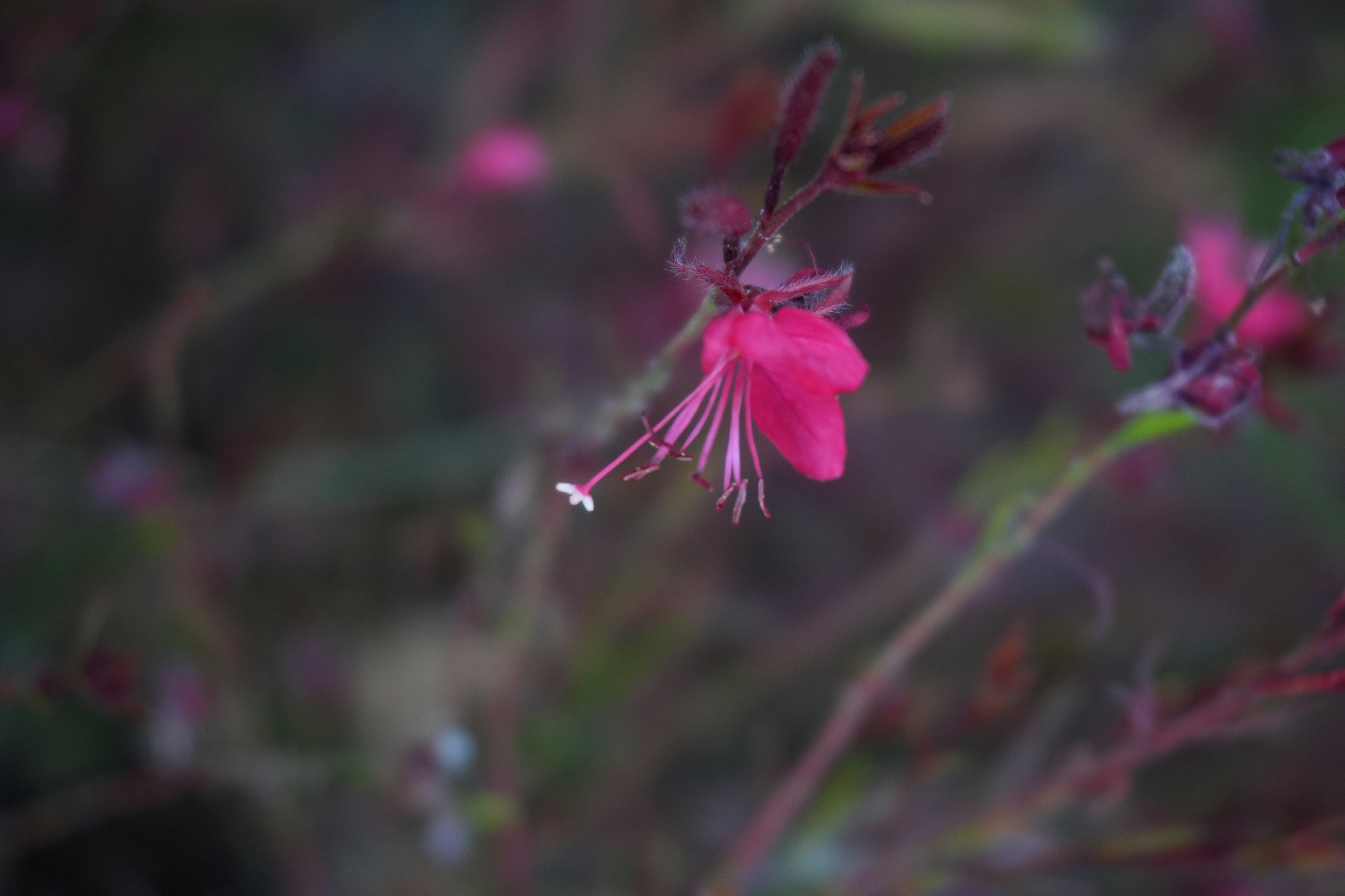 Whispers of Spring: A Delicate Bloom