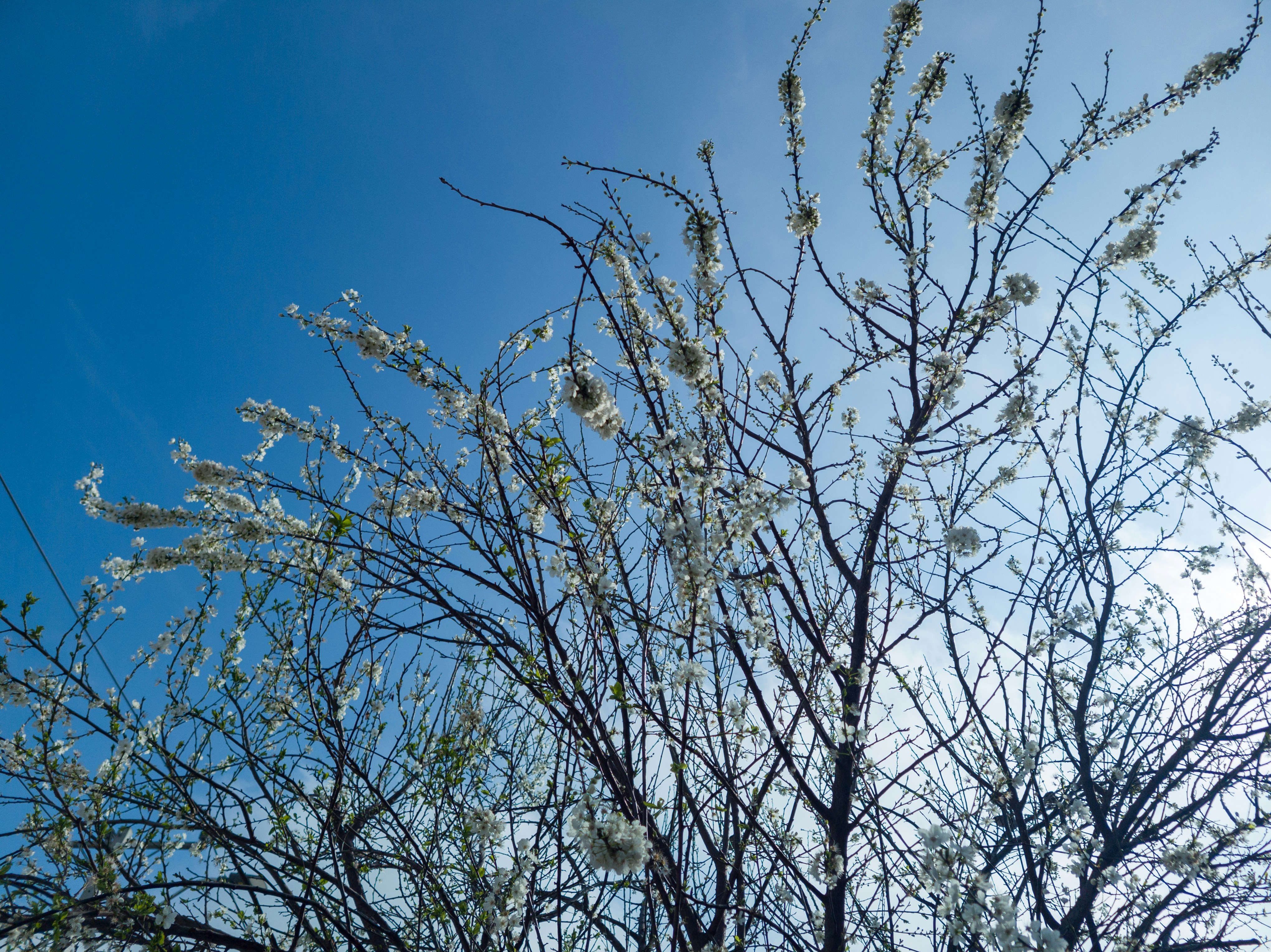 Bare branches adorned with white blossoms reach into a clear blue sky, conveying the arrival of spring. | Bare branches with white blossoms against blue sky
