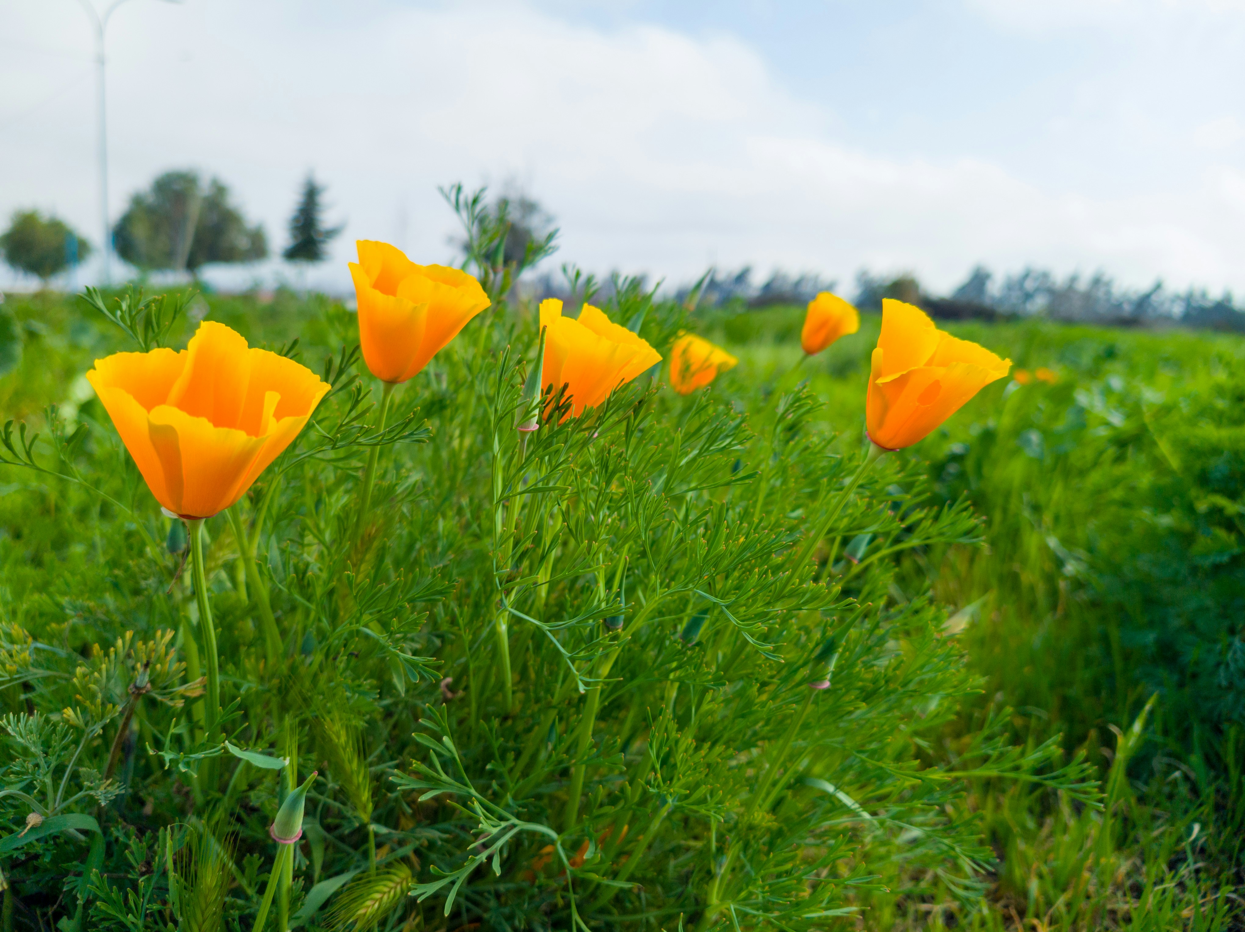 A close-up of vibrant orange poppies with green leaves in a field. The background shows a blurred view of trees under a partly cloudy sky. | Orange poppies bloom in a green field.