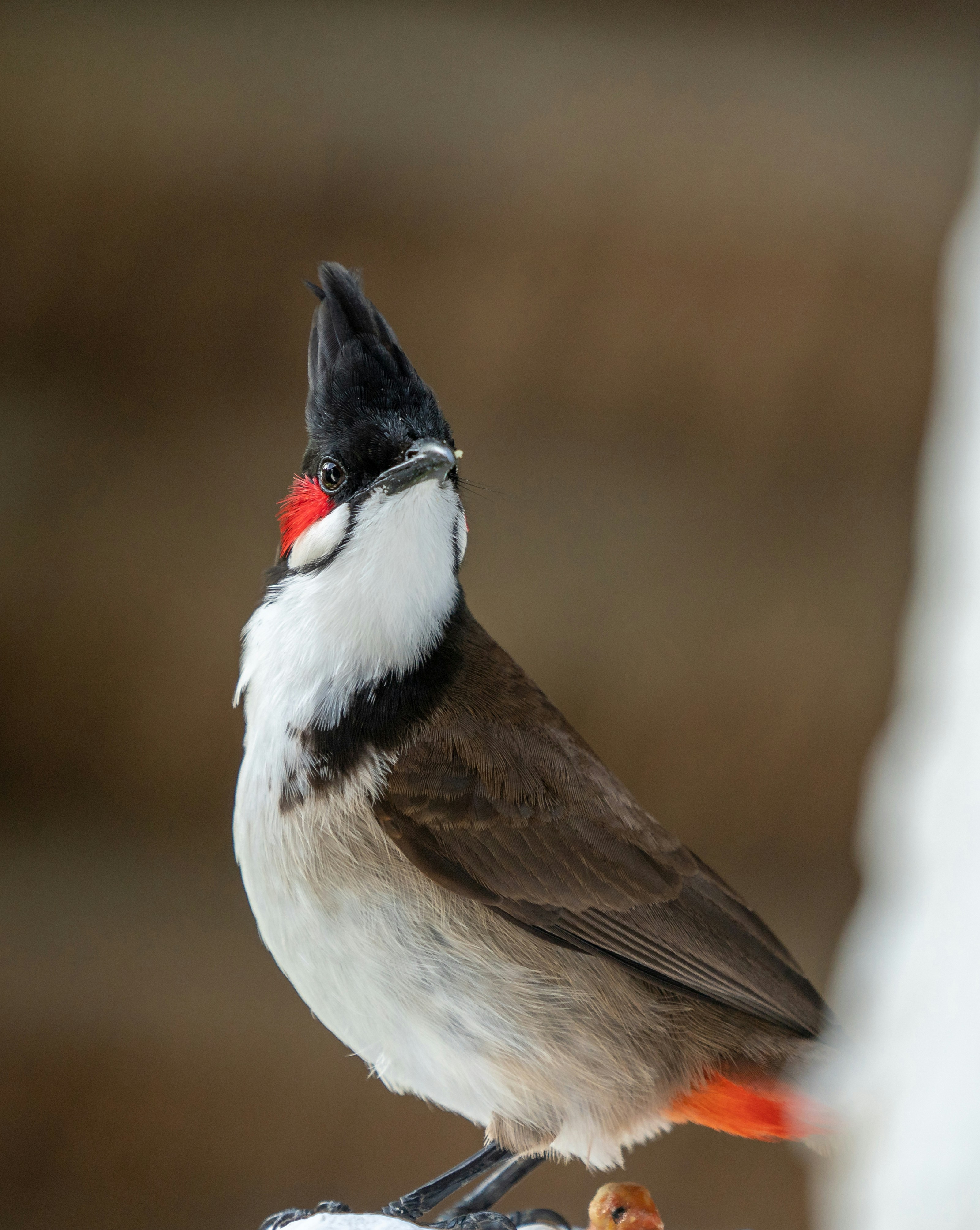 The Regal Stance of a Feathered Monarch
