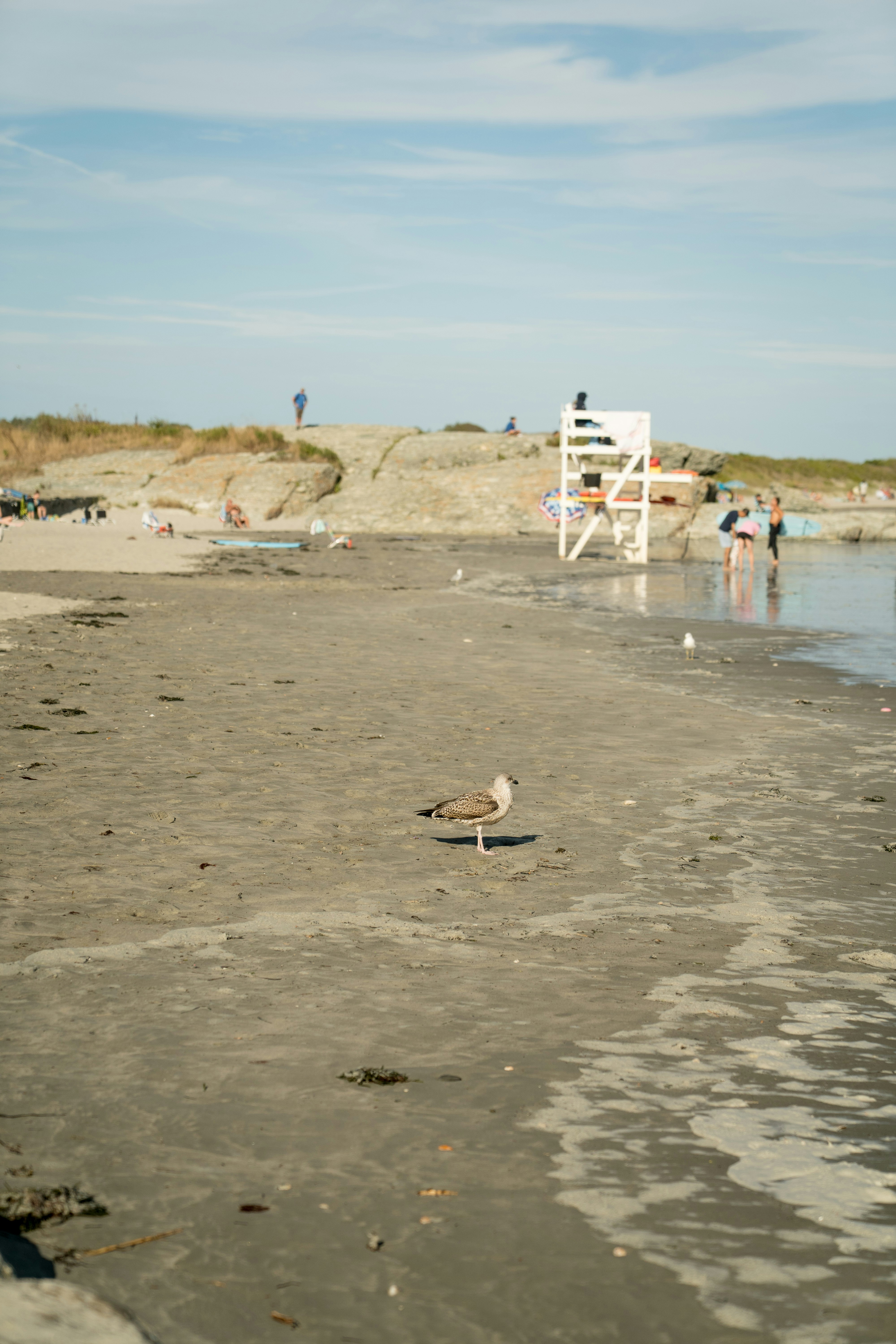 Seagull on a sandy beach with people and lifeguard stand