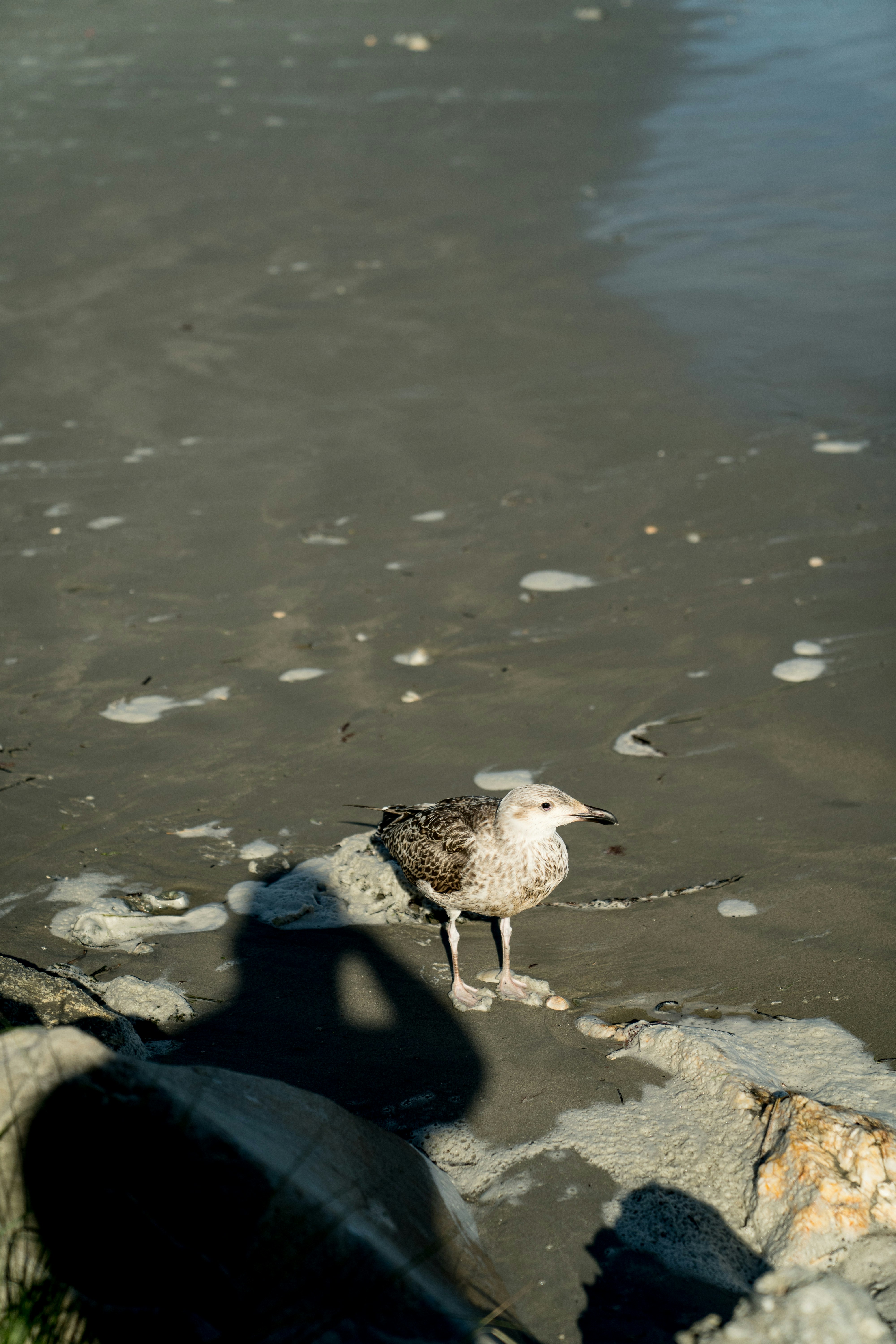 A seagull stands on a rocky shore near water.