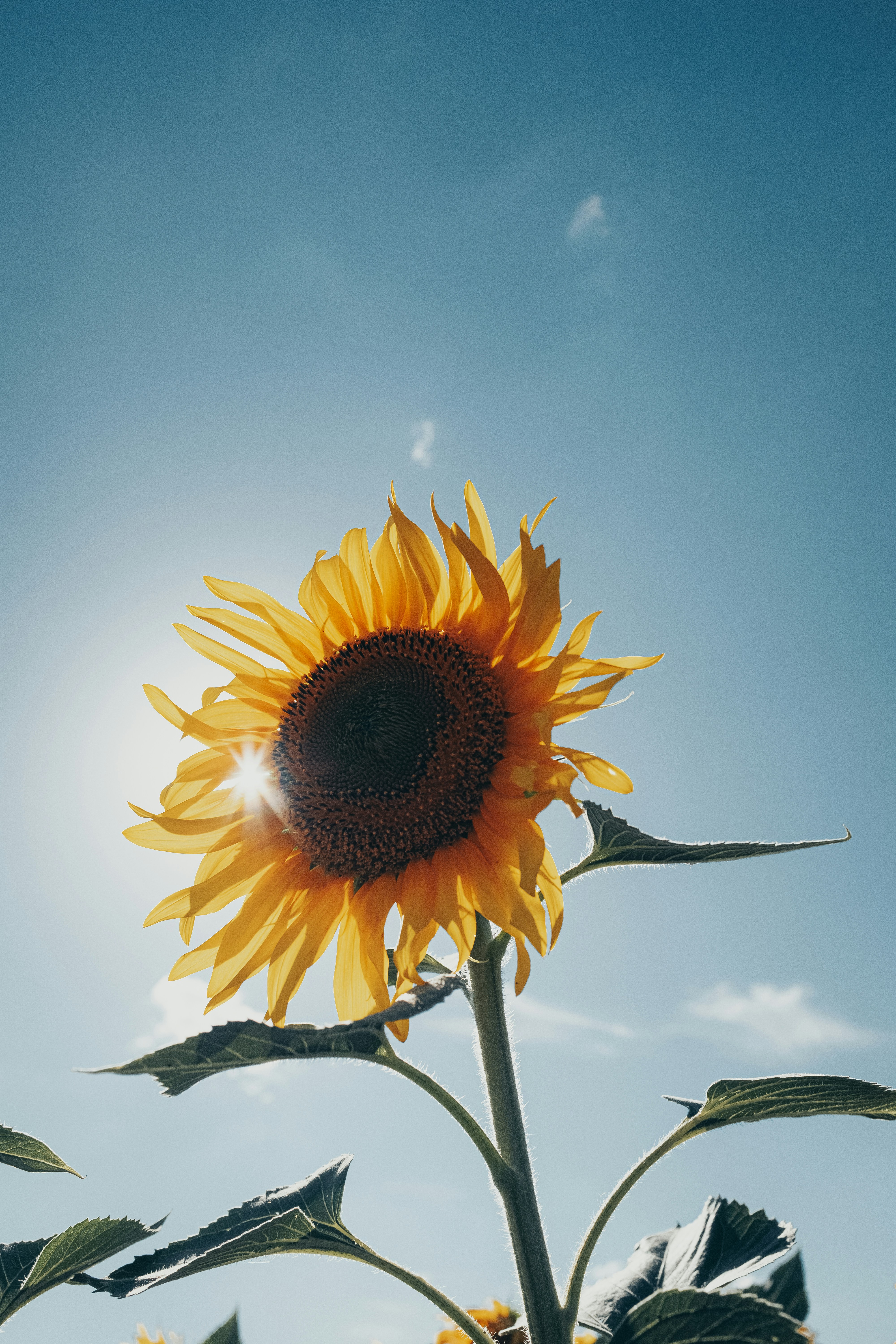 A bright sunflower against a clear blue sky.