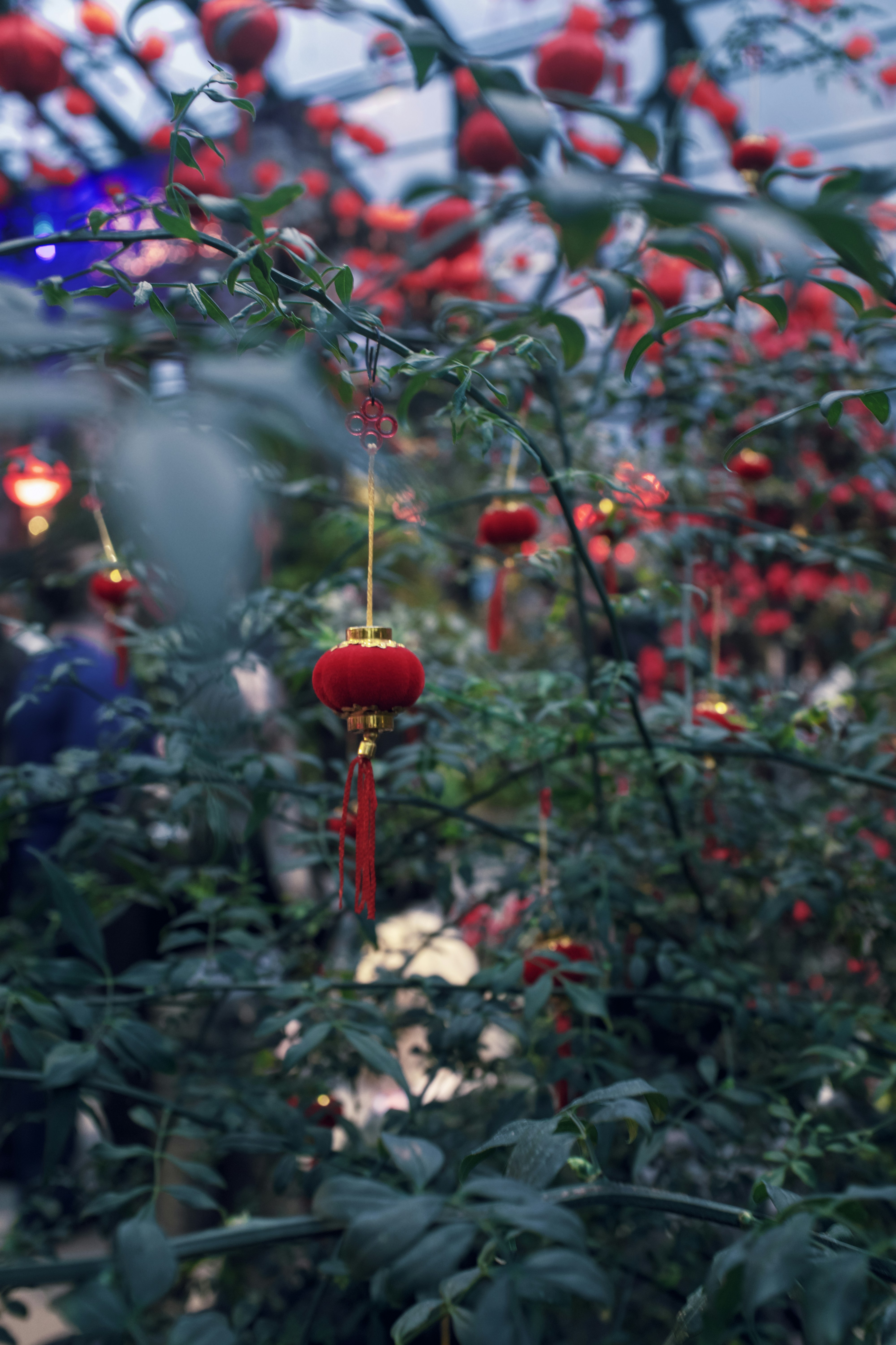 Red lanterns hanging from green branches