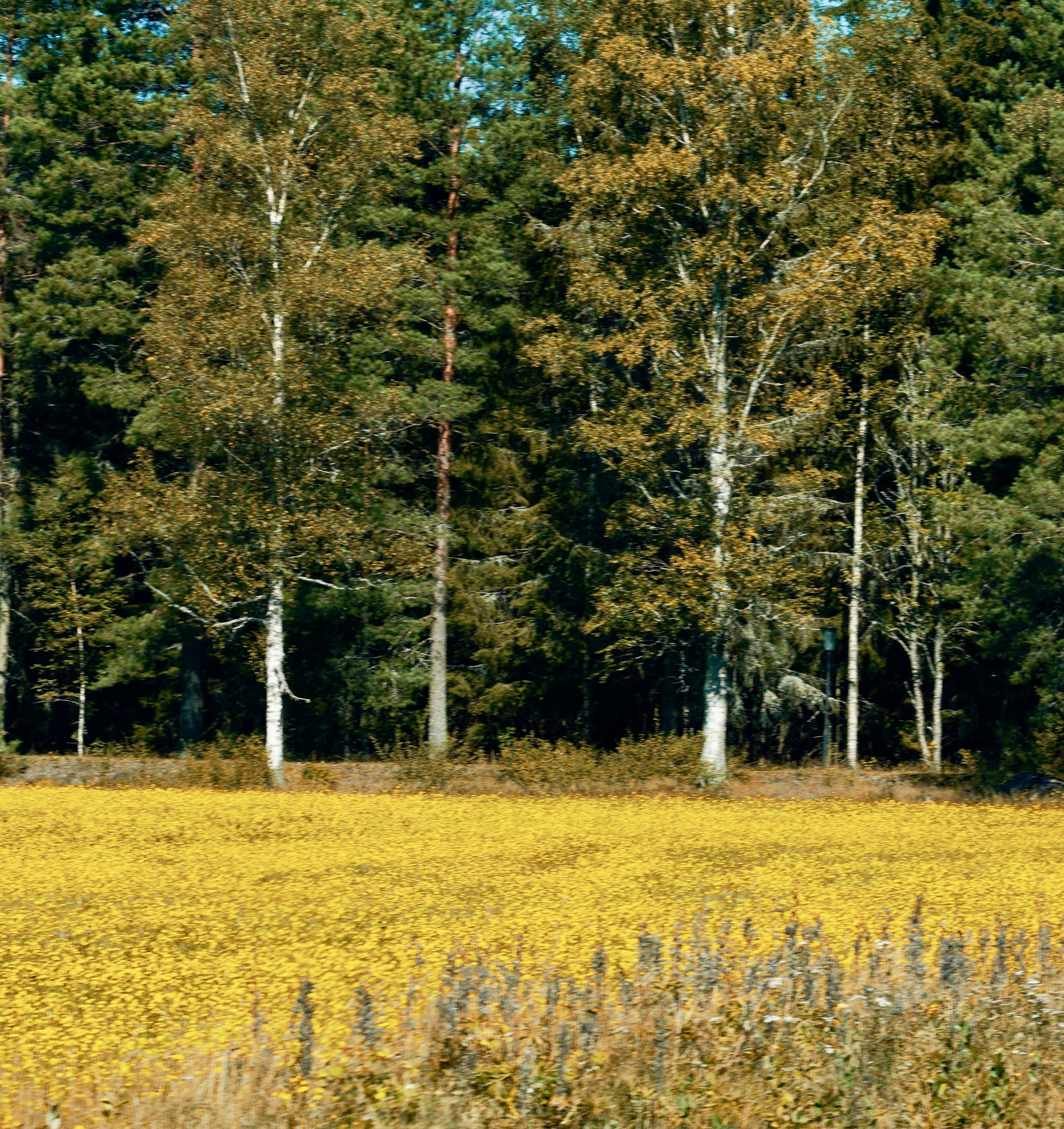 Golden Meadow Embraced by Whispering Pines
