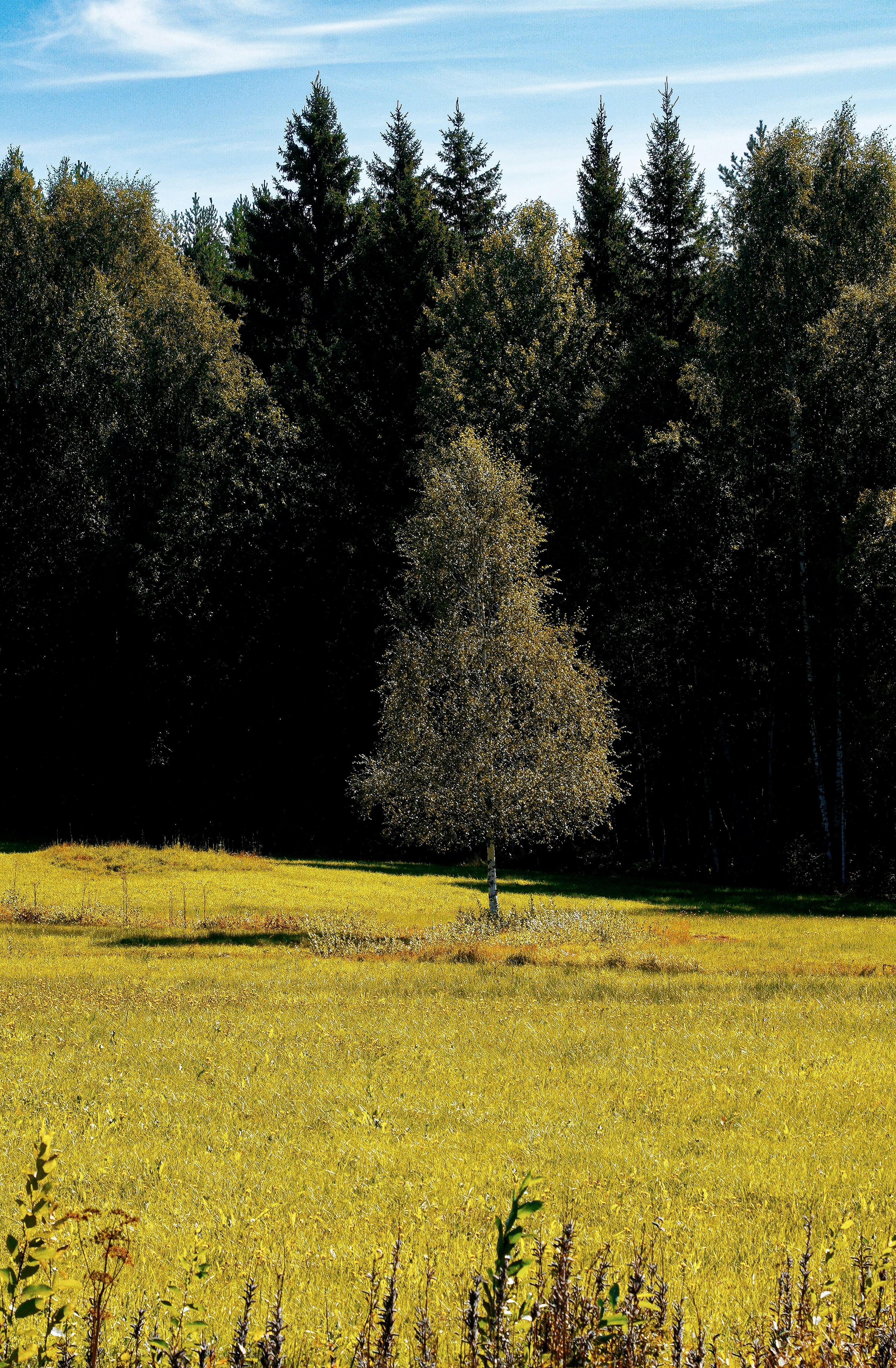 Solitary Elegance: The Lone Birch Amidst the Pines