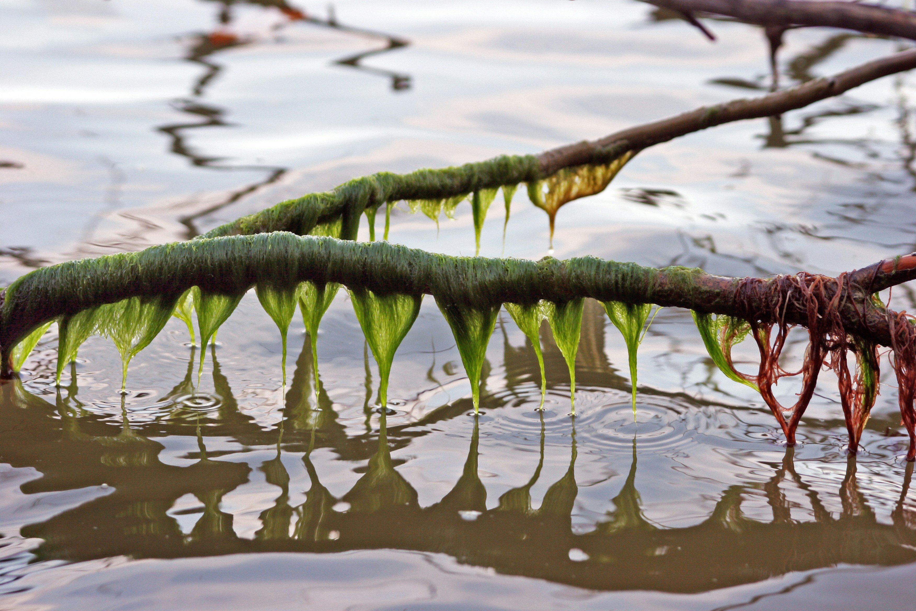 A fallen branch with dripping algae in a creek. | Mossy branches hang over rippling water
