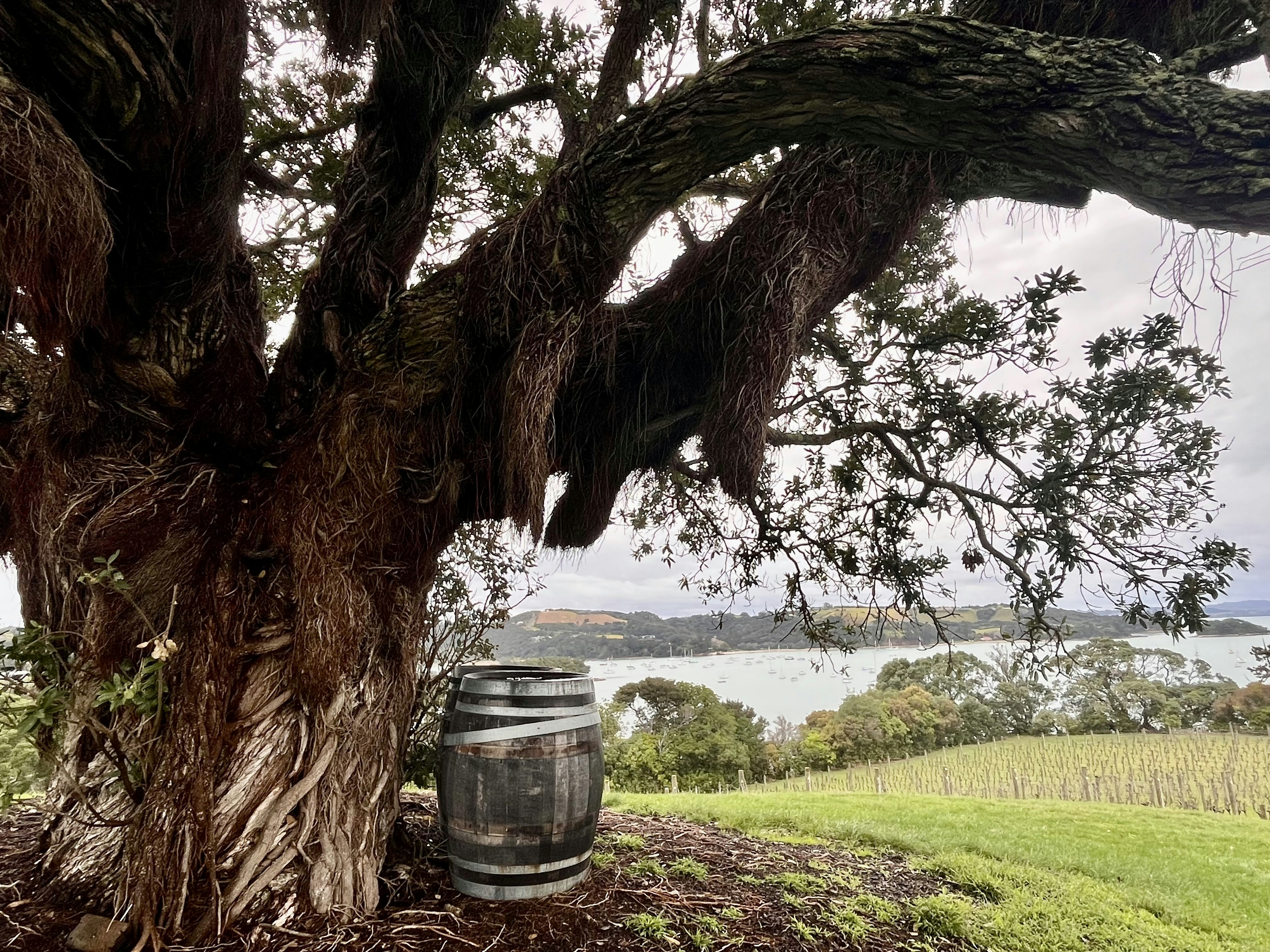 Whispers of the Vineyard: A Rustic Retreat