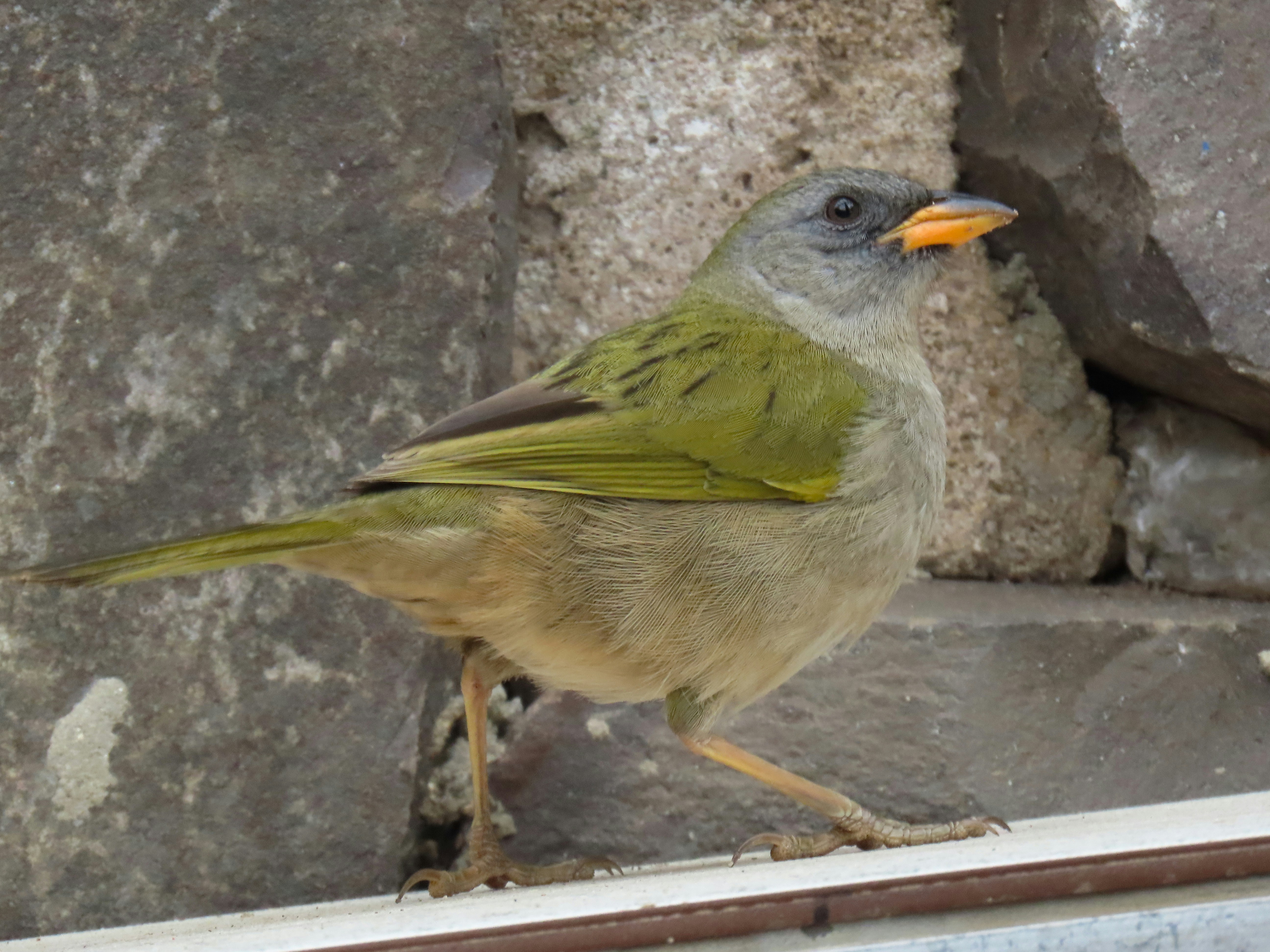Sabiá-do-banhado/Great Pampa-Finch (Embernagra platensis) | A small bird with green wings and orange beak.