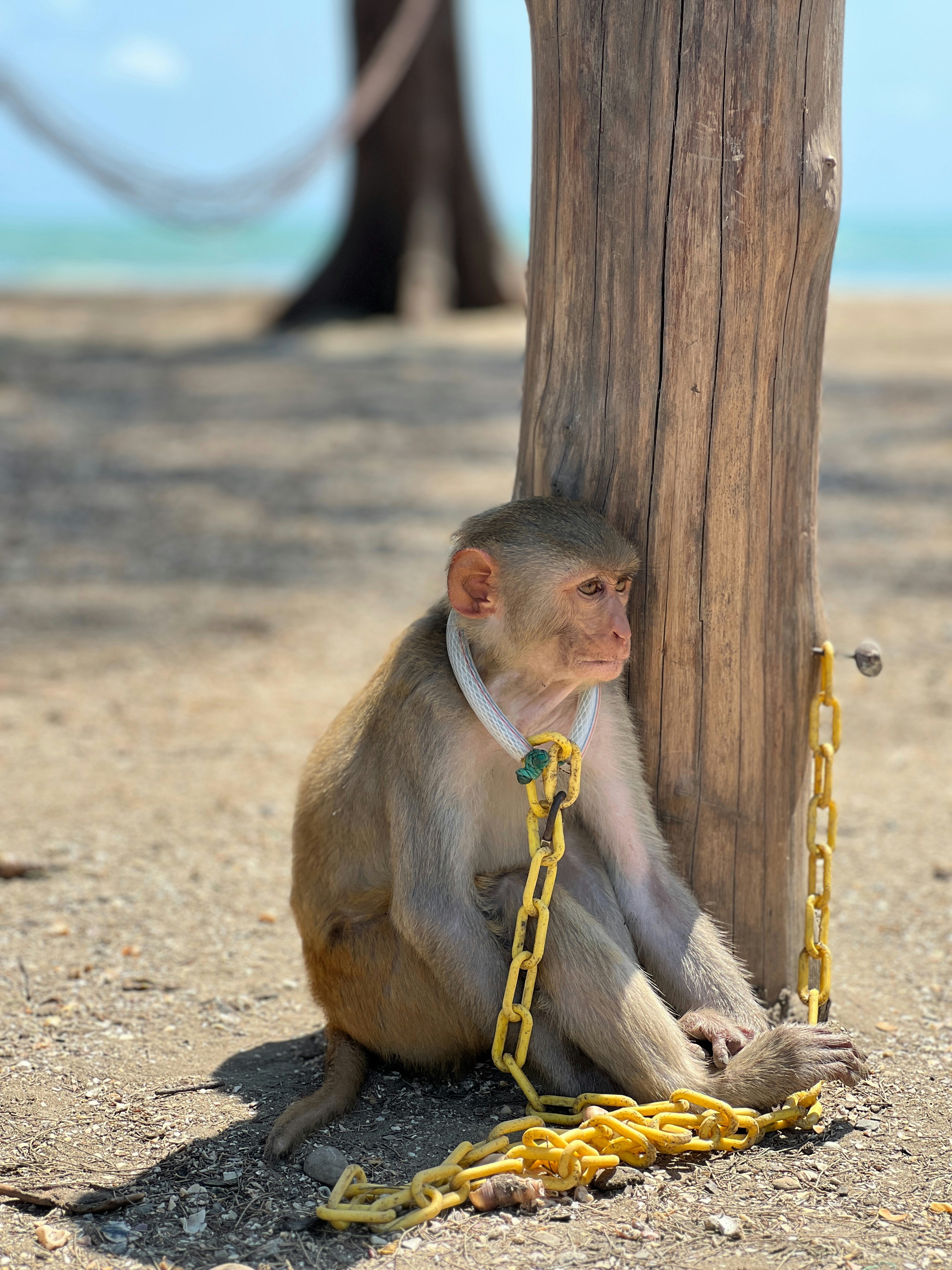 A monkey chained to a wooden post on a beach. photo – Free Animal Image ...