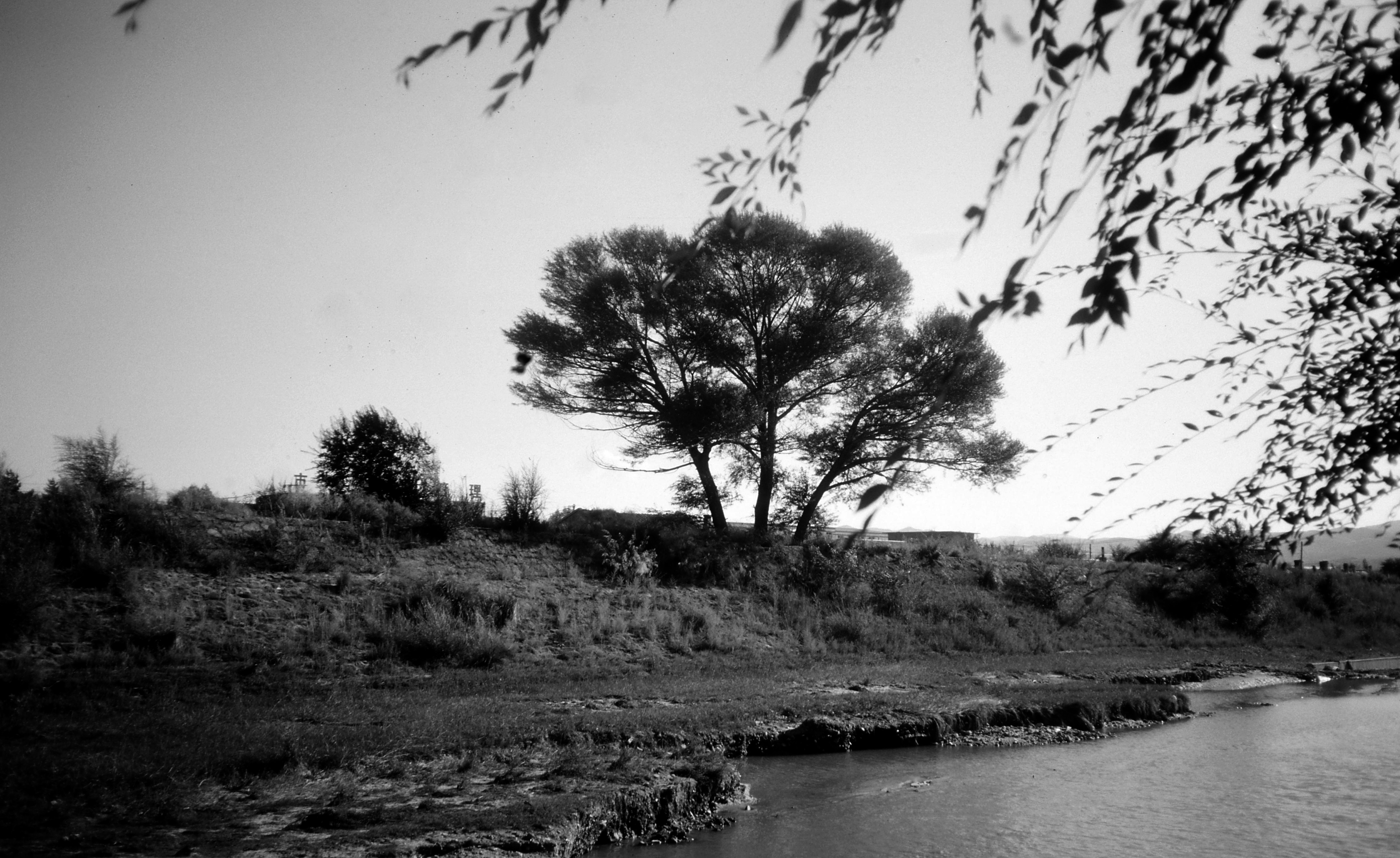 I recently resigned from my job and had some unused vacation days left. So I took some time off and went back to my hometown for a few days. It’s located at the foot of a mountain. The first time I came here was at night, and I was completely captivated by the profound tranquility—the sound of the river flowing and the scattered lights twinkling along the mountainside made it feel like a hidden paradise. | Lone tree on a grassy riverbank at sunset