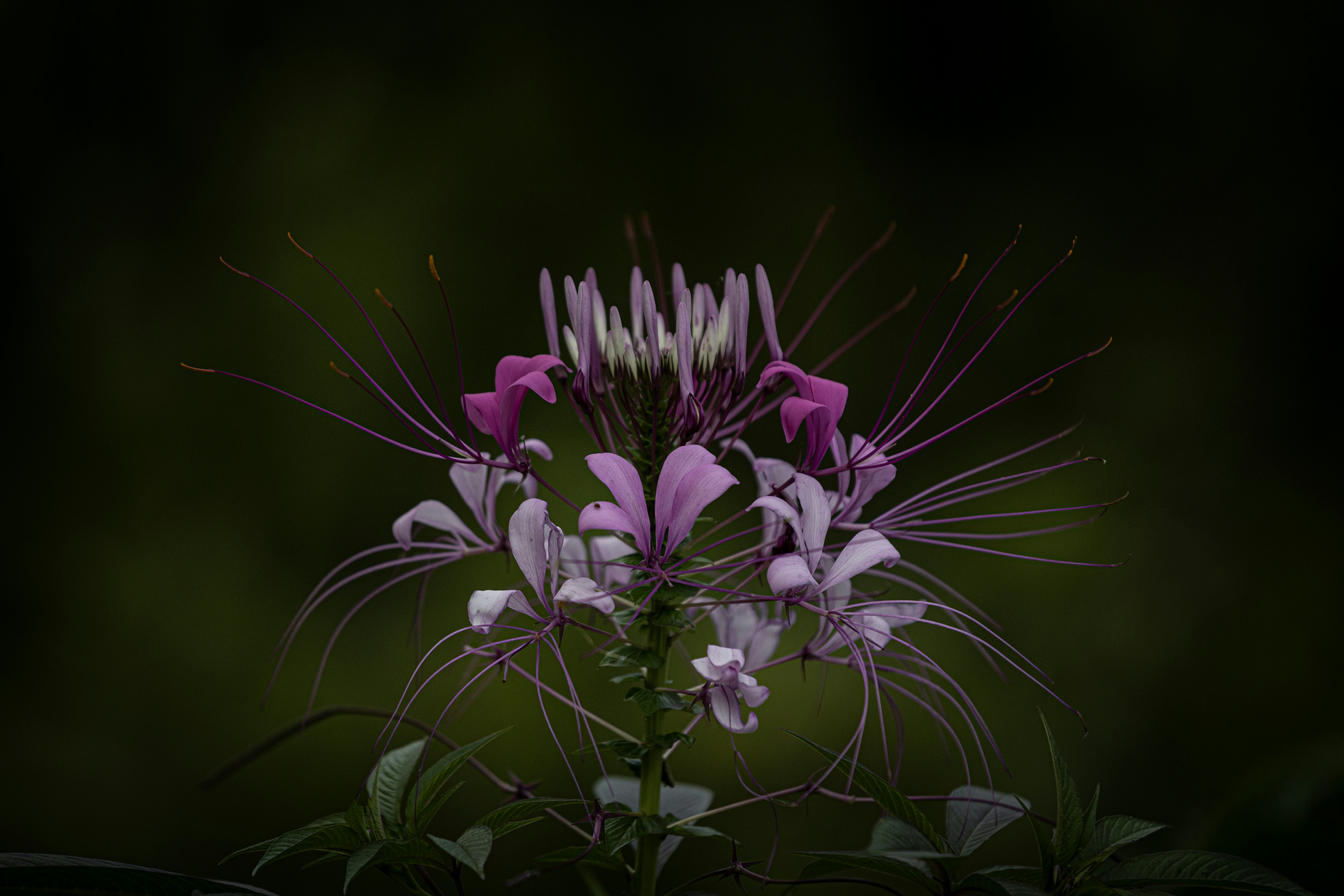 Whispers of Nature: The Elegant Cleome