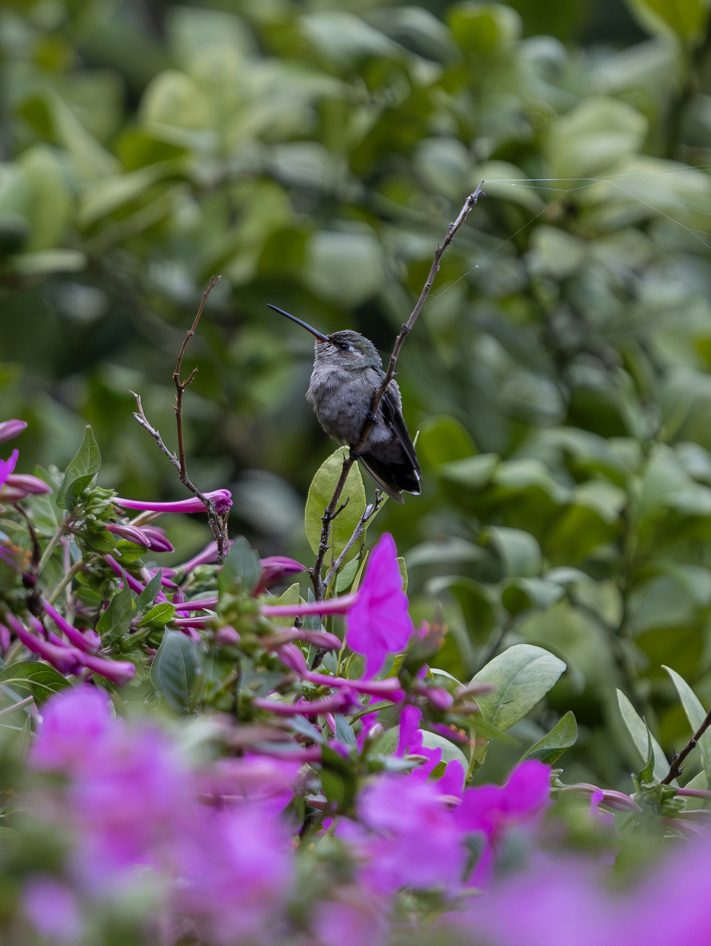 Whispers of Nature: A Hummingbird's Retreat