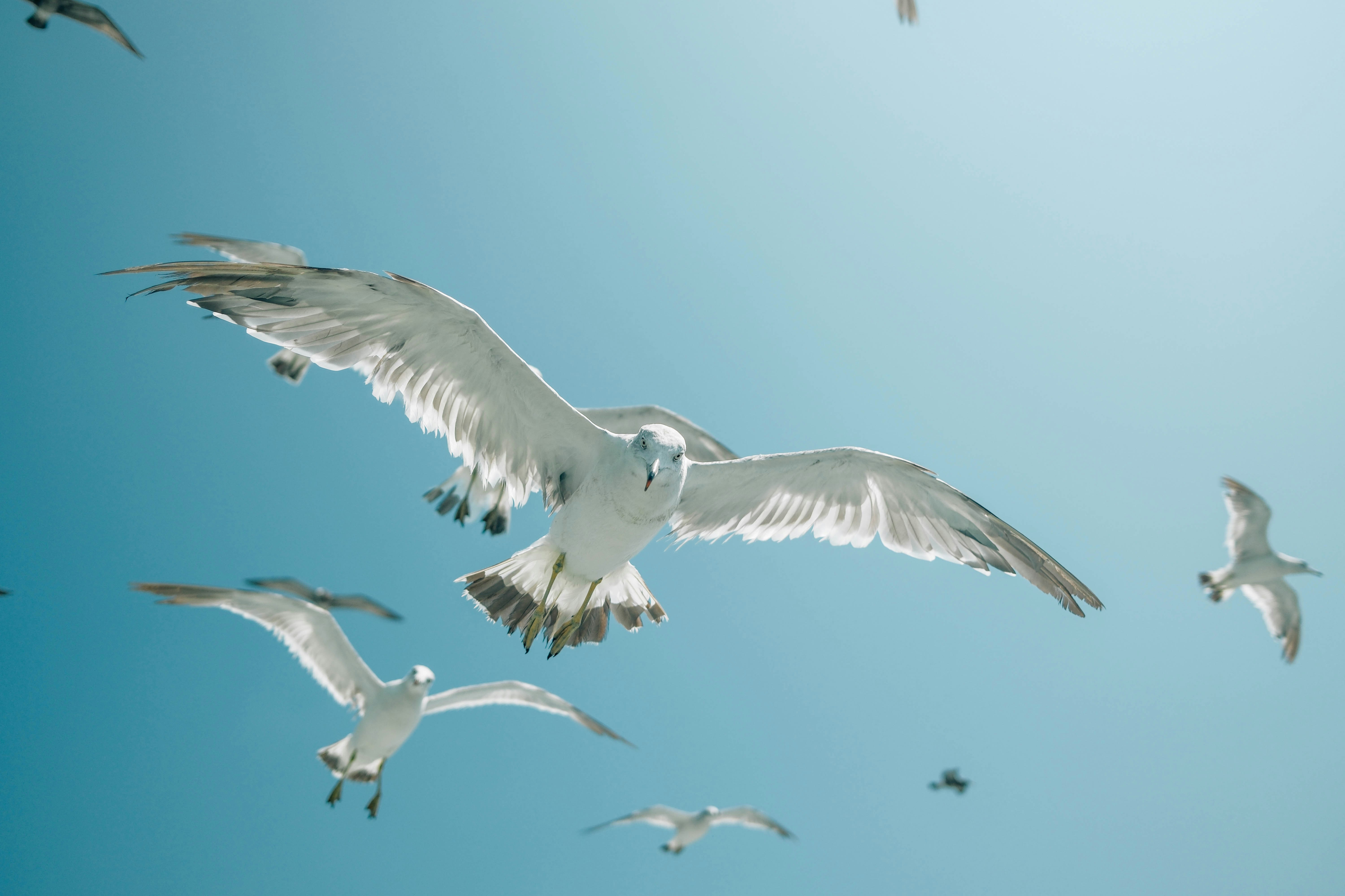Soaring Serenity: A Dance of Seagulls