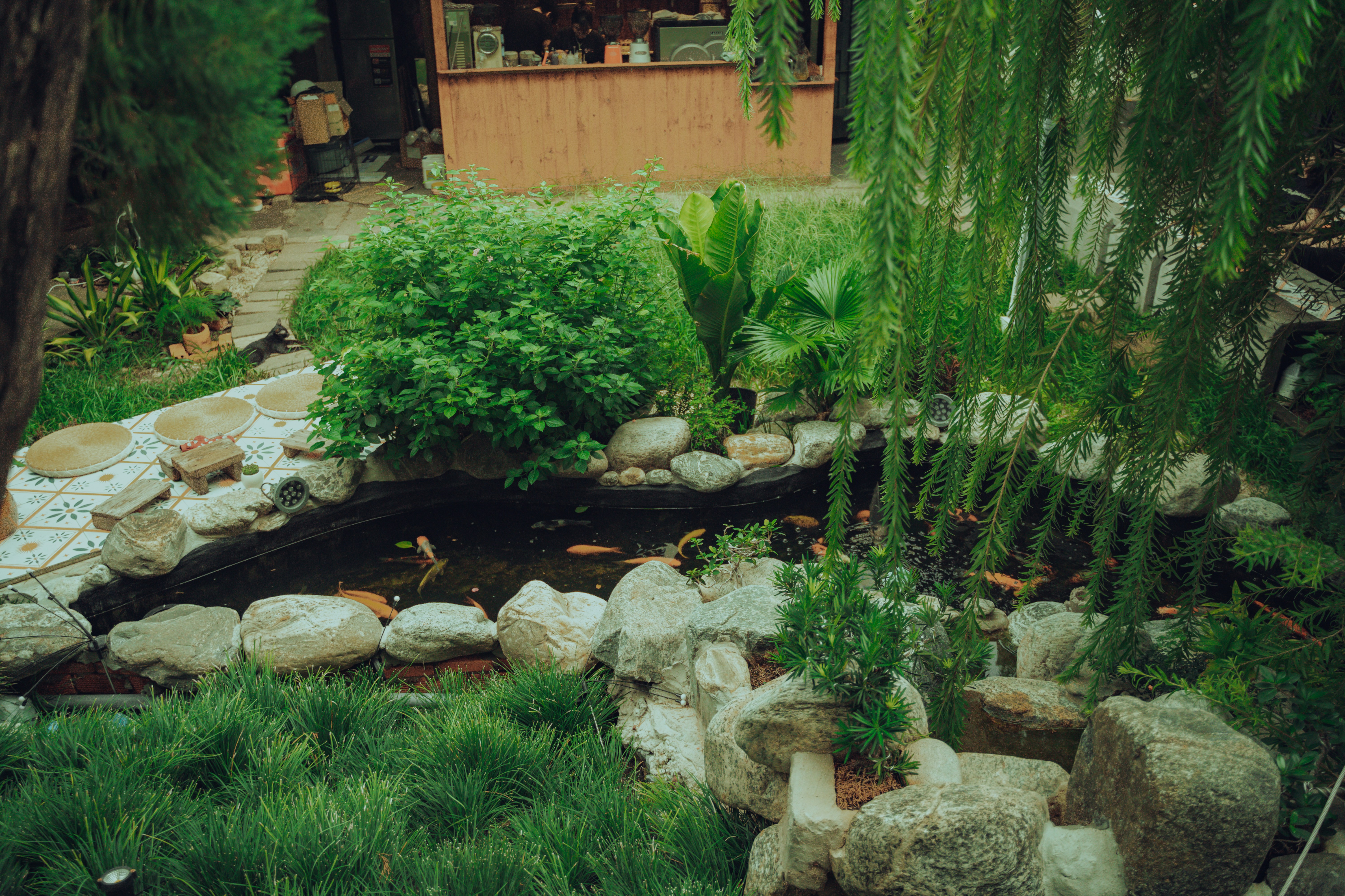 Koi pond surrounded by rocks and lush green plants