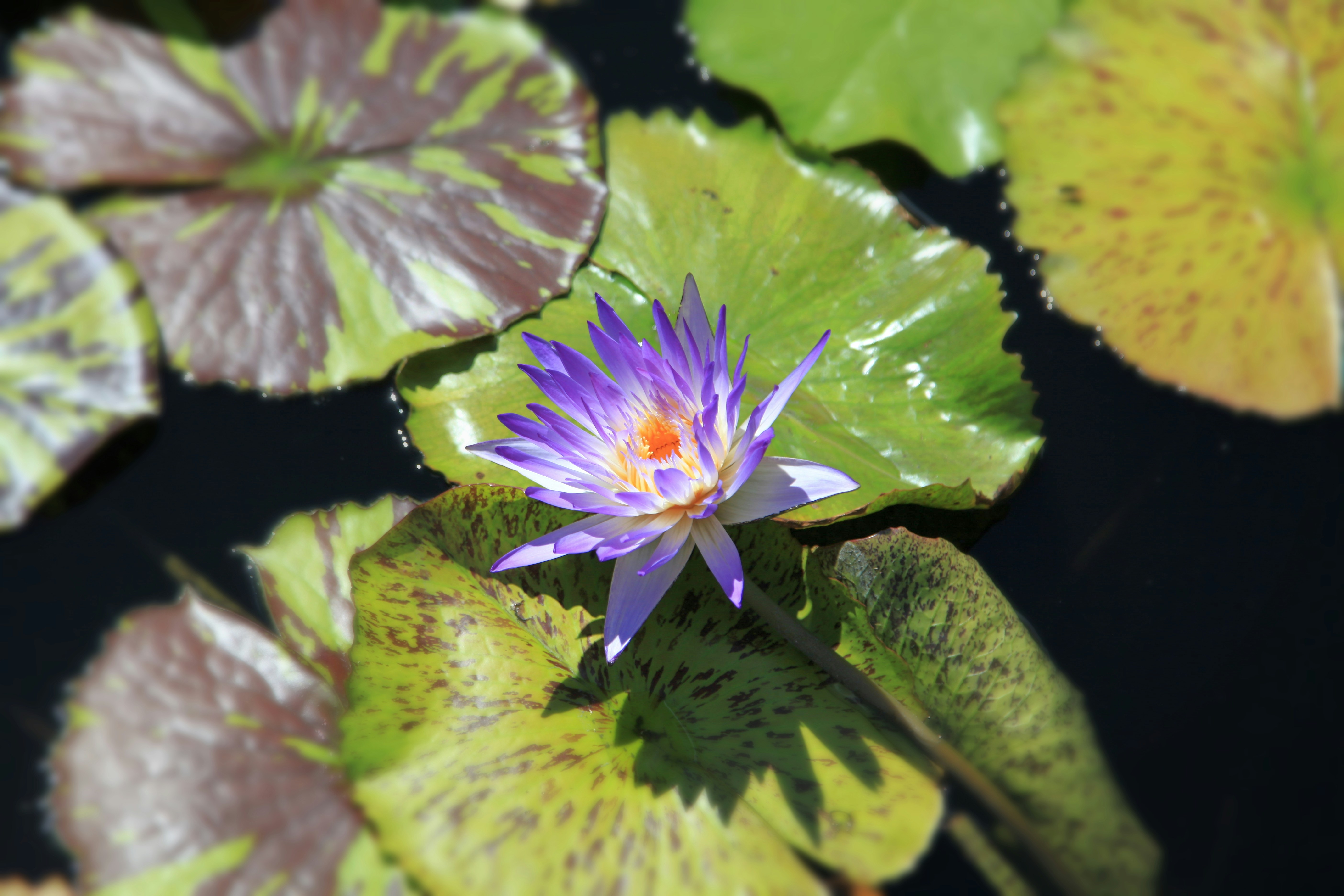 Purple Water Lily in Sharp Focus Amid Green-Red Pond Pads