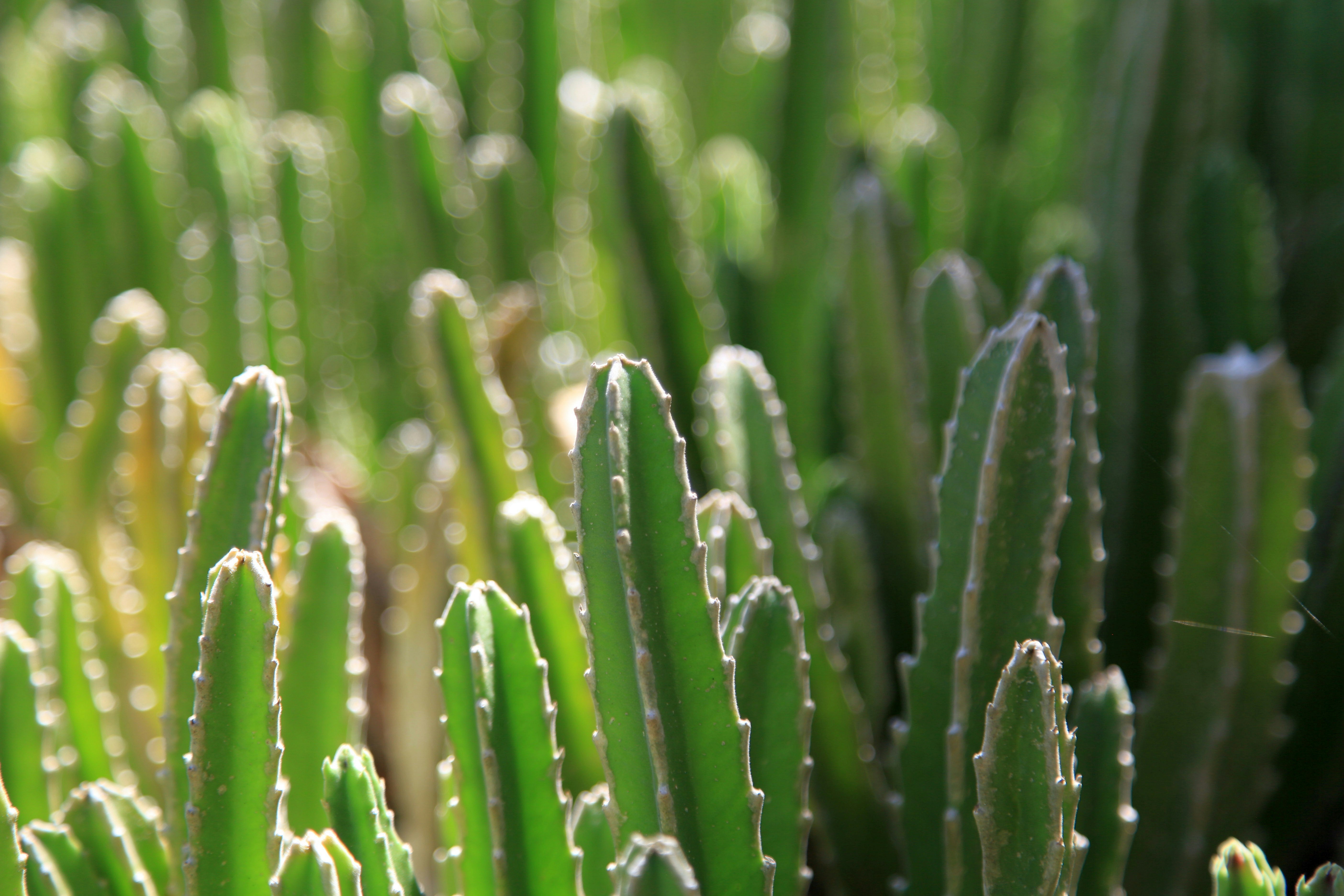 Green cactus stems with blurred background