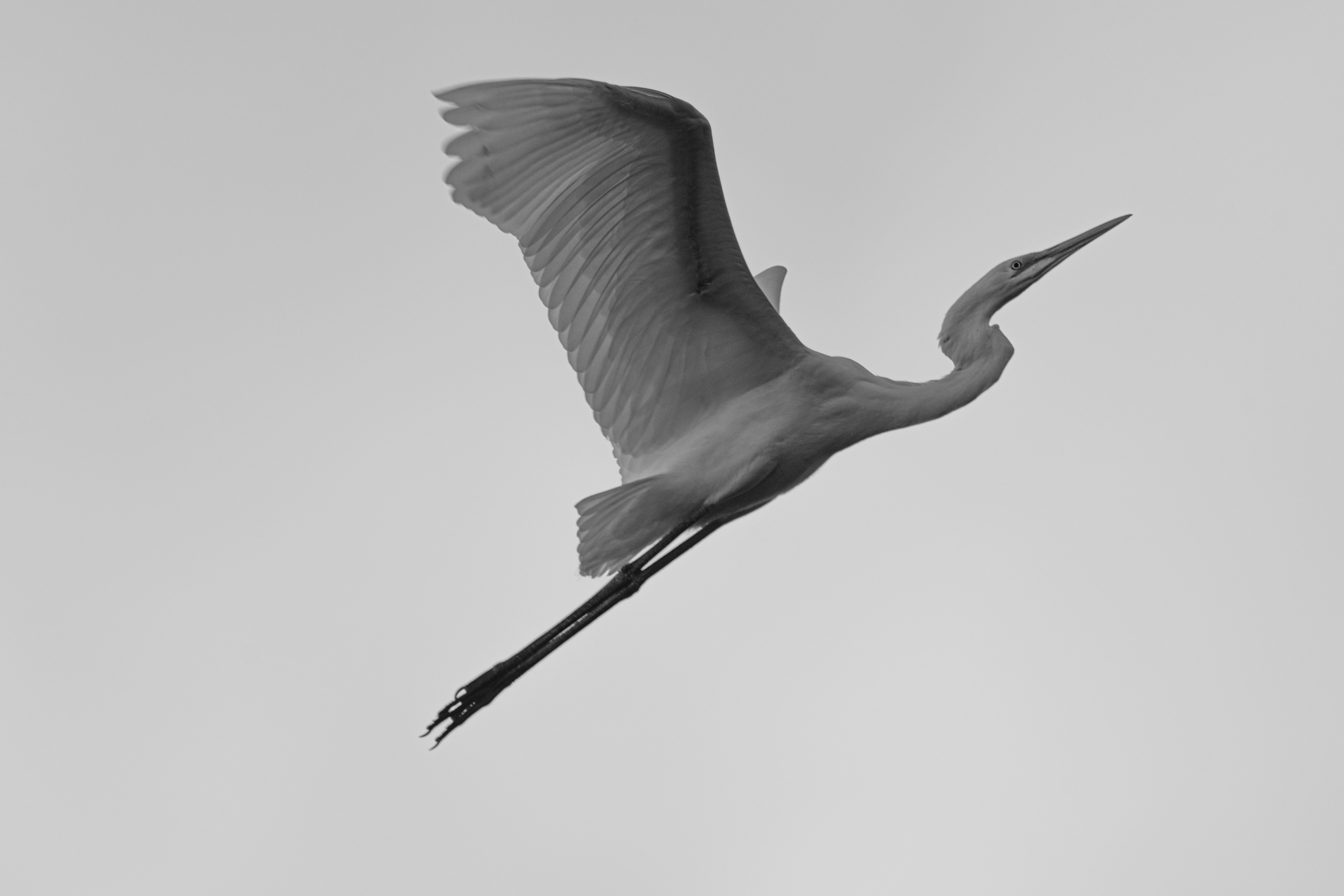 Great egret in flight against a bright sky
