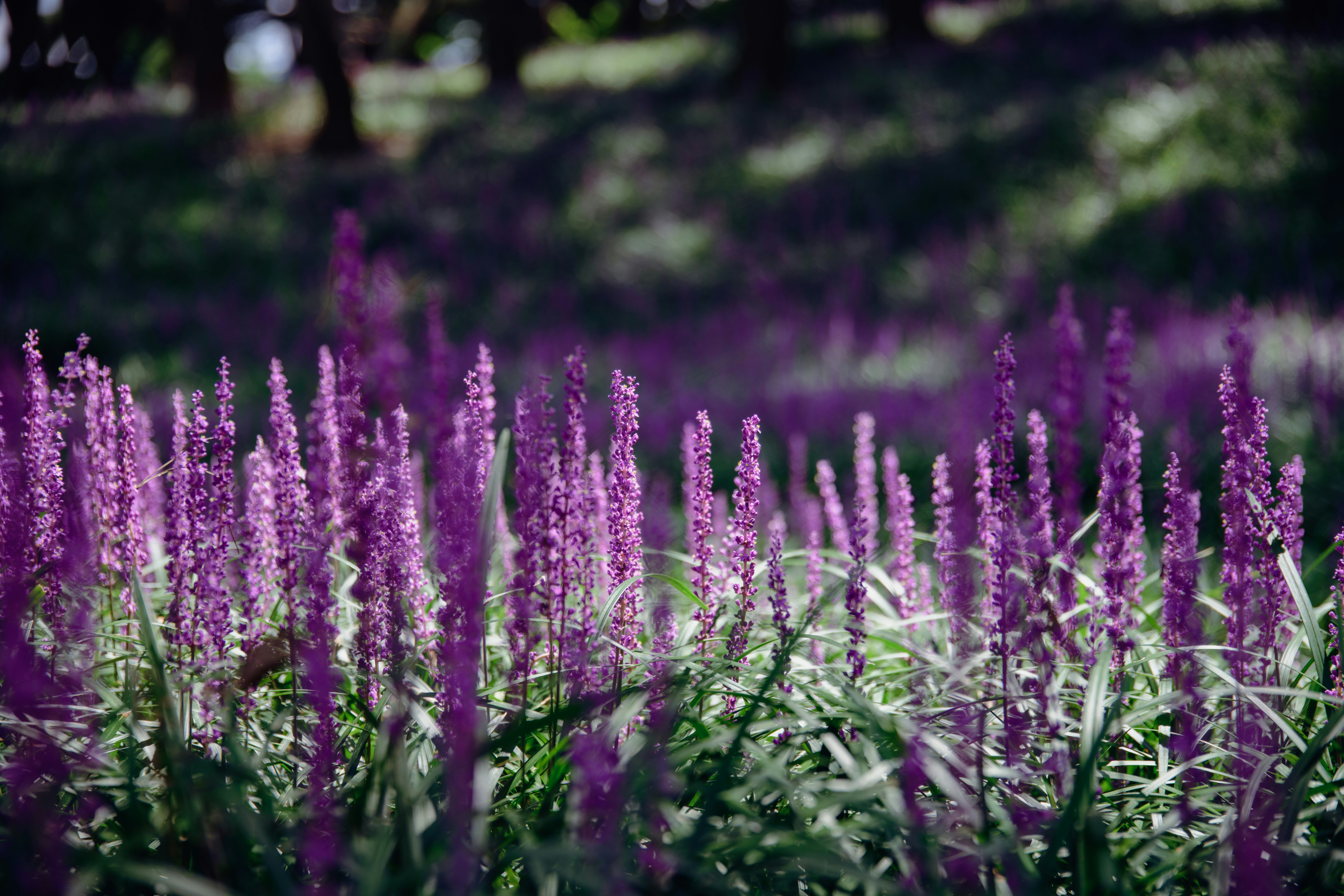 Vibrant clusters of purple flowers sway gently in a sunlit meadow, creating a serene atmosphere. The lush greenery enhances the floral display.