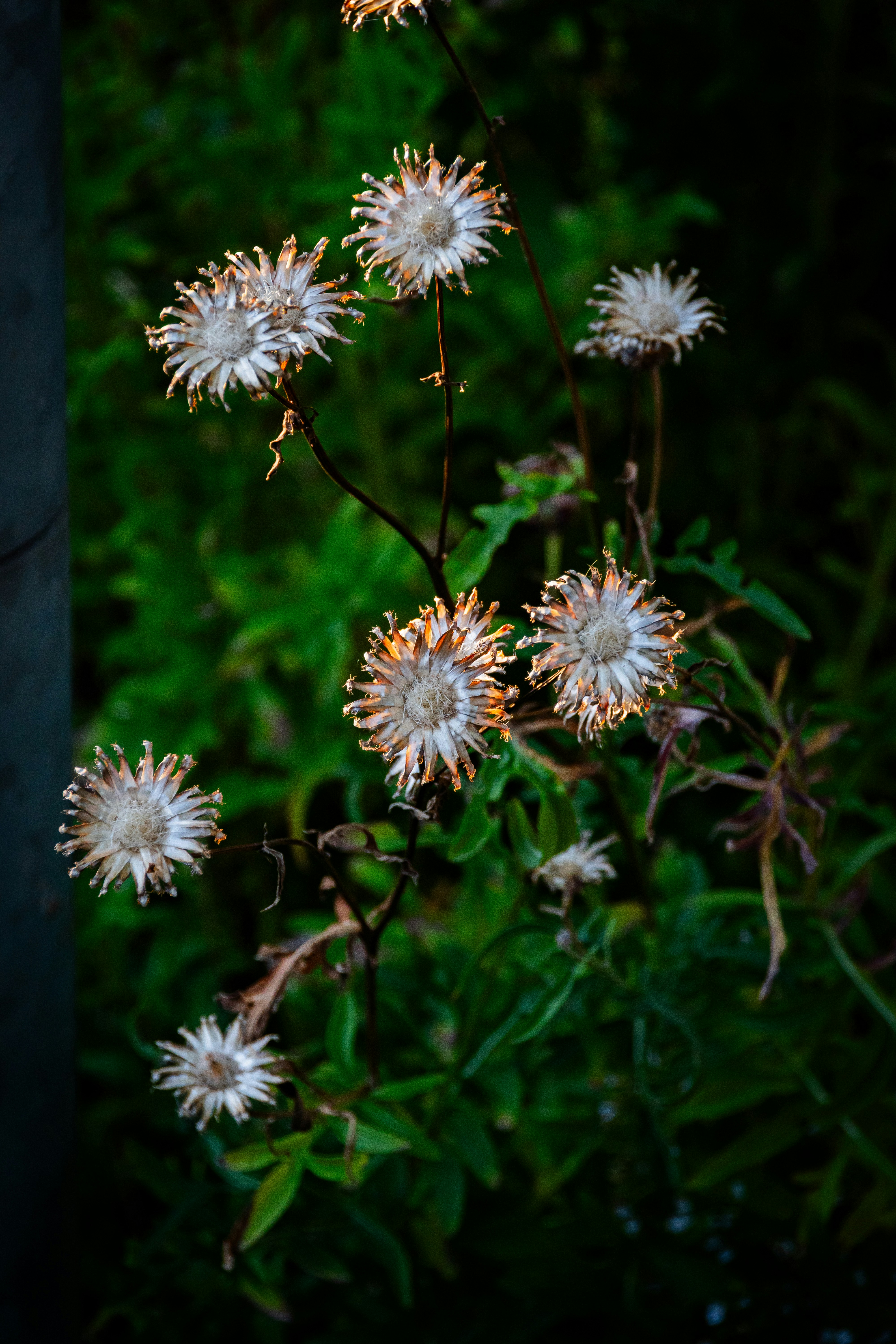 Whispers of Nature: The Resilient Blooms