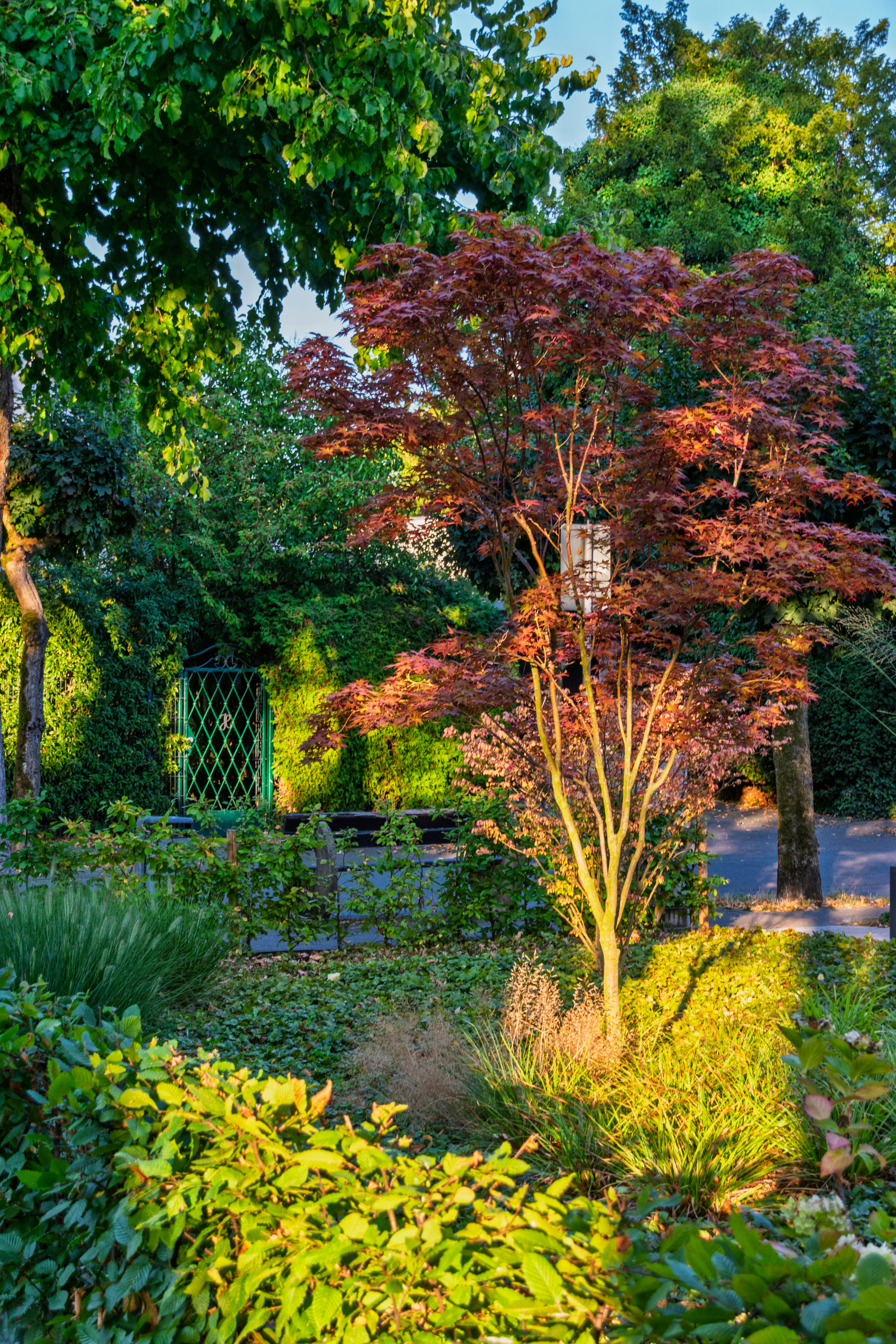 A vibrant Japanese maple tree stands illuminated in a tranquil garden, surrounded by lush greenery and a decorative trellis in the background.