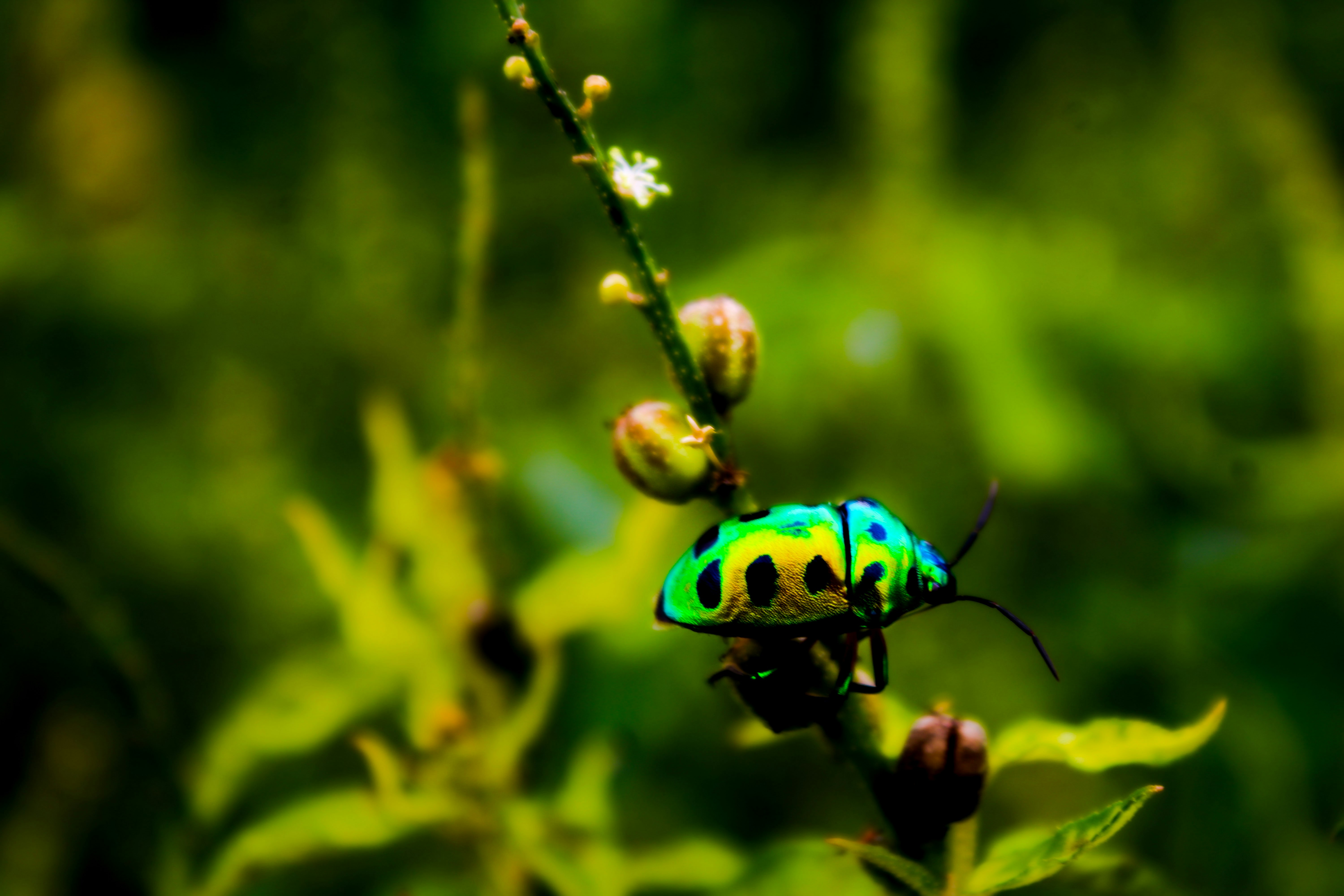 Jewel beetle on a green plant with buds
