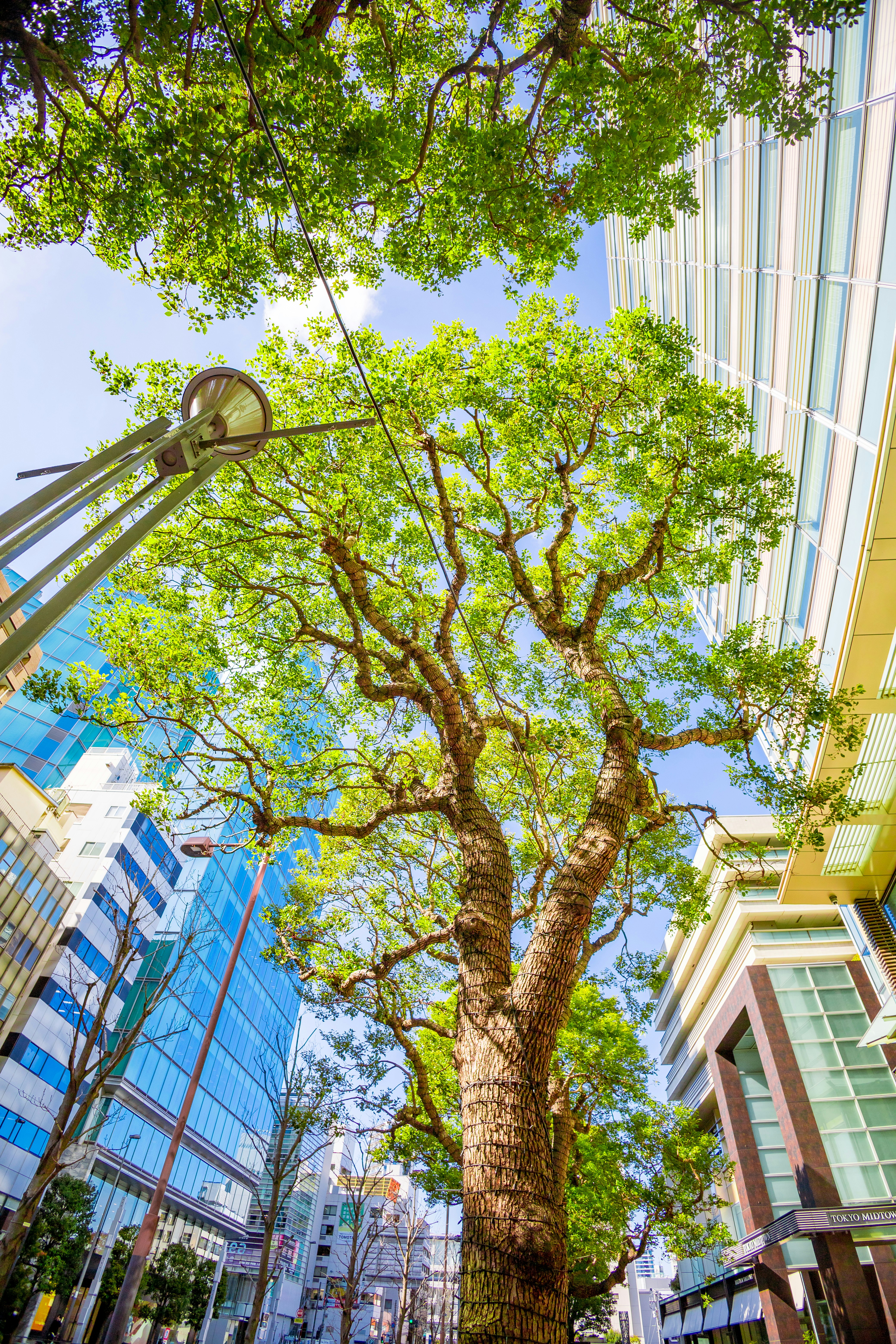 Large tree with lush green leaves surrounded by modern buildings.