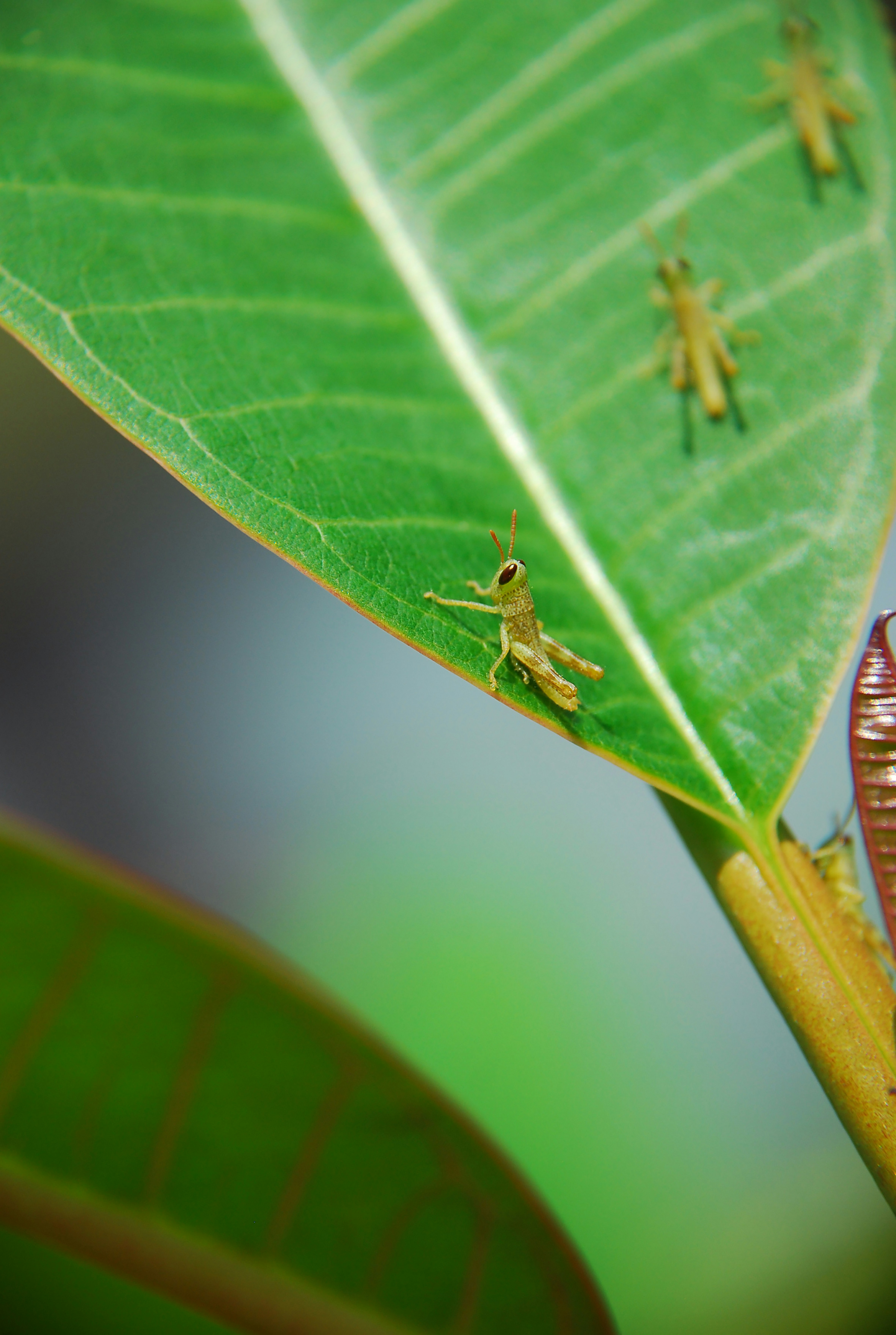 A Grasshopper's Green Sanctuary