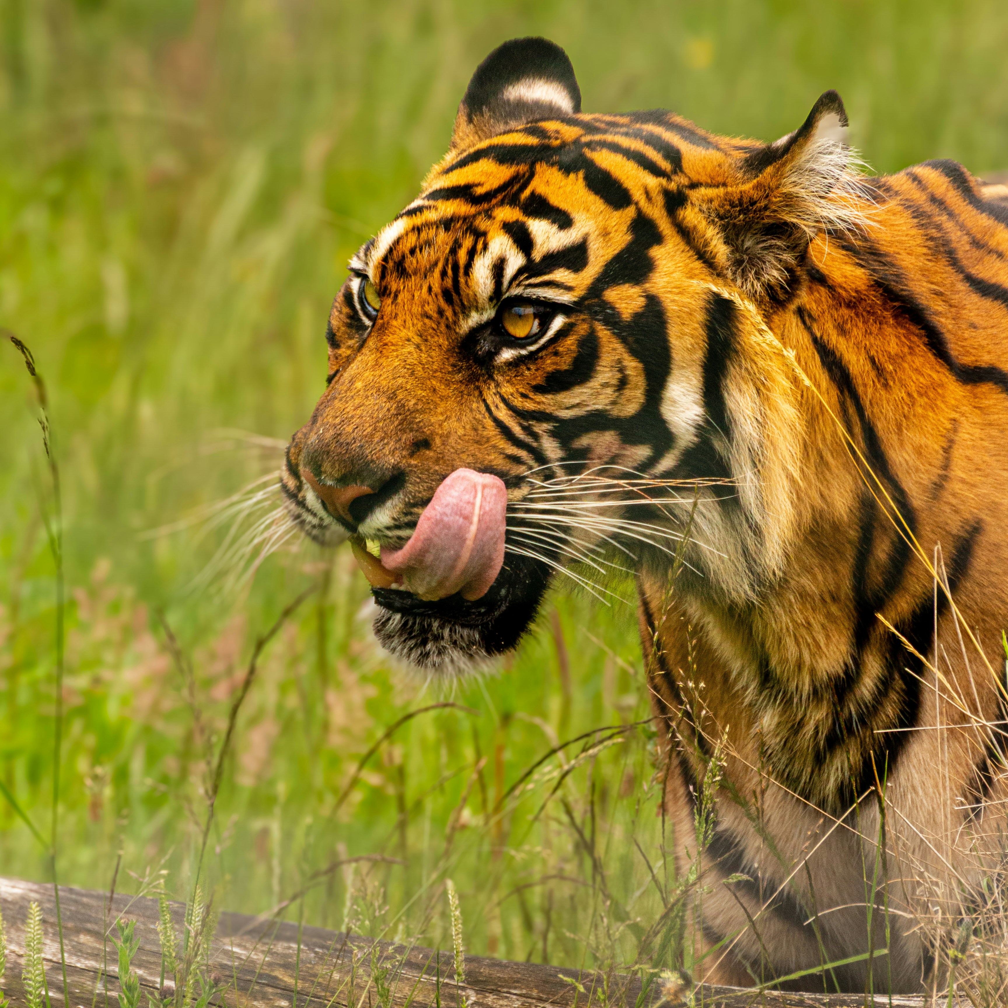A tiger pauses mid-stride, tongue out, amidst lush green grass, showcasing its striking features and vibrant fur.