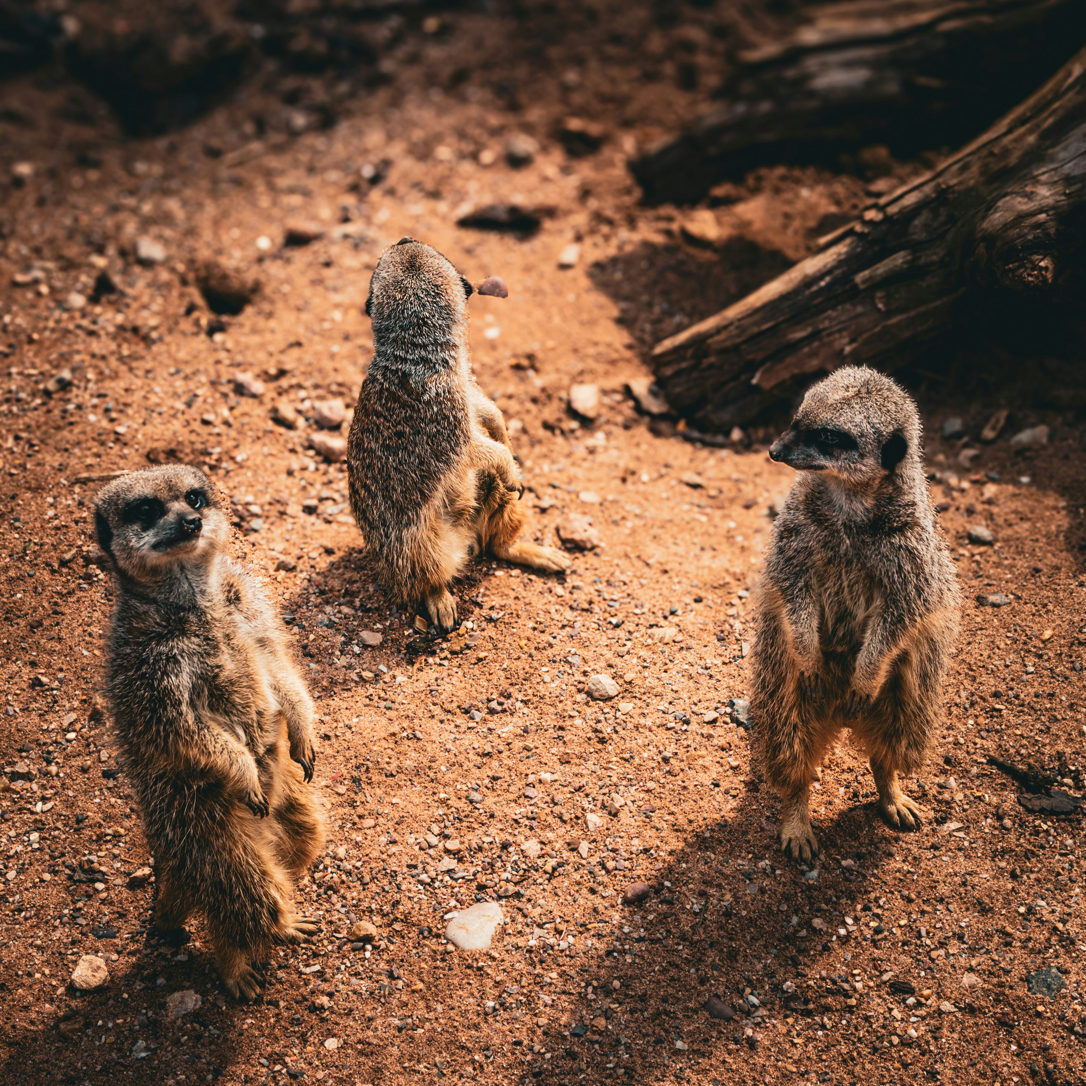 Curious Sentinels of the Desert