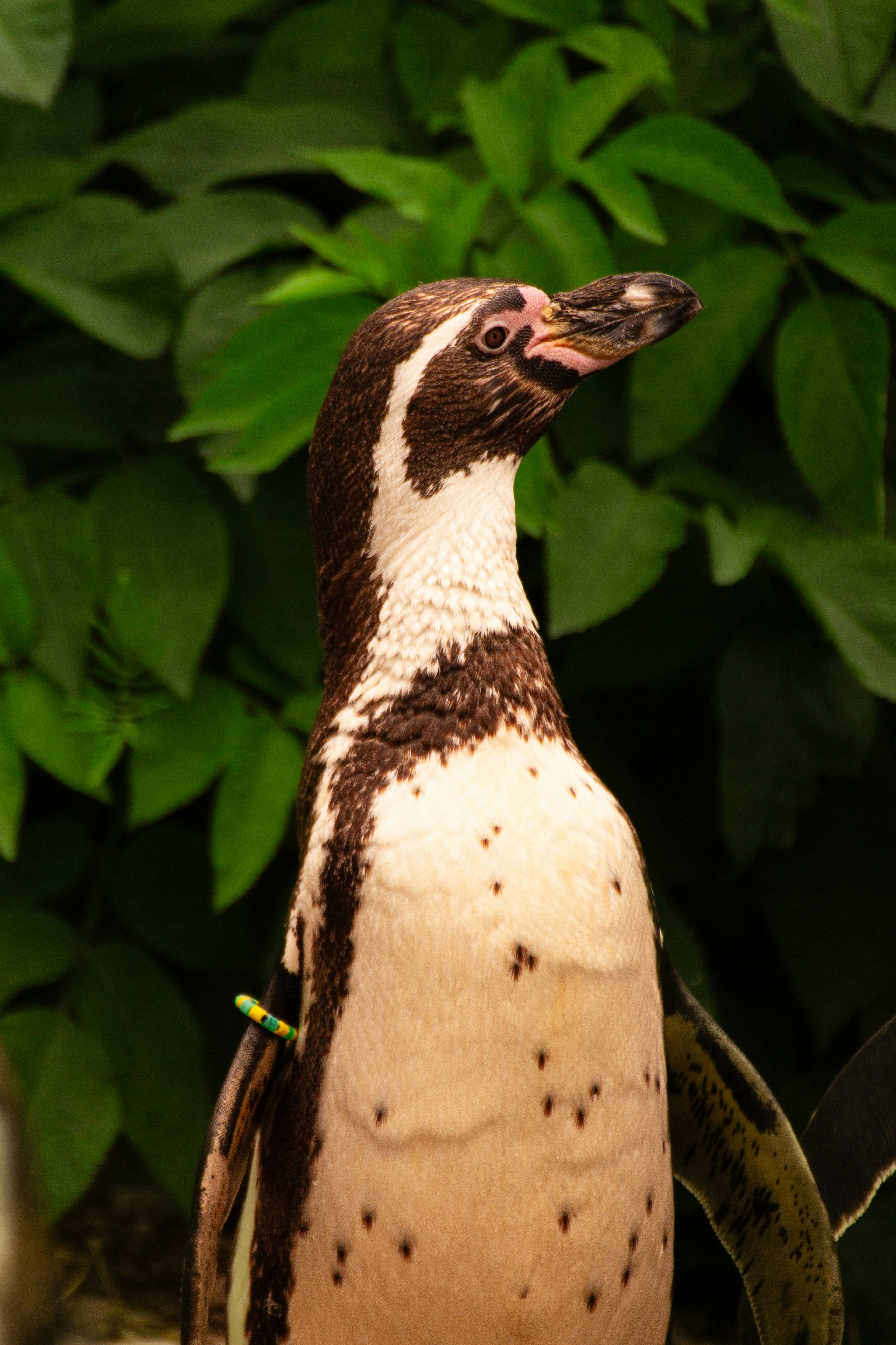 The Curious Penguin: A Study in Nature's Design