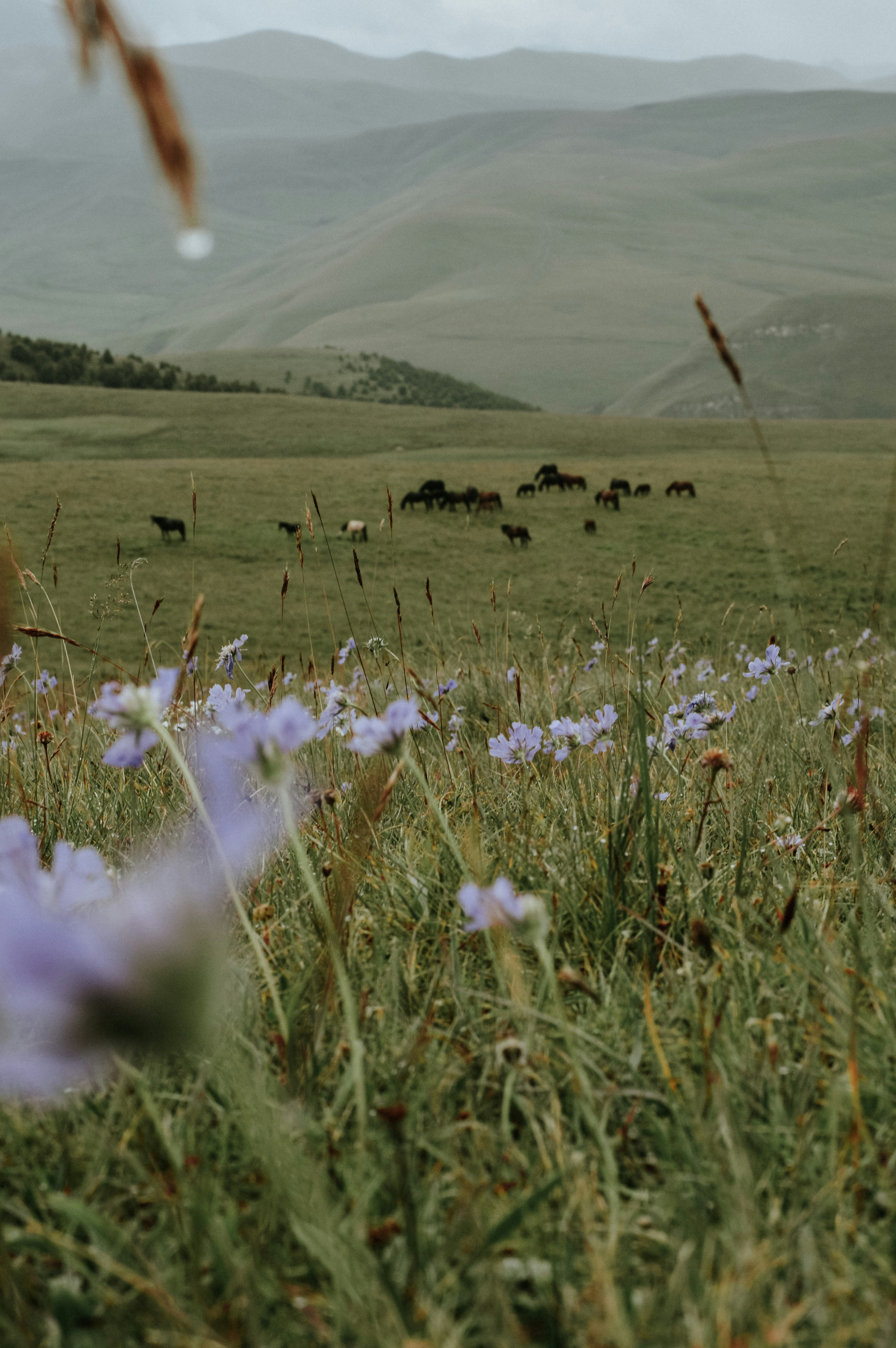Whispers of the Meadow: A Pastoral Symphony