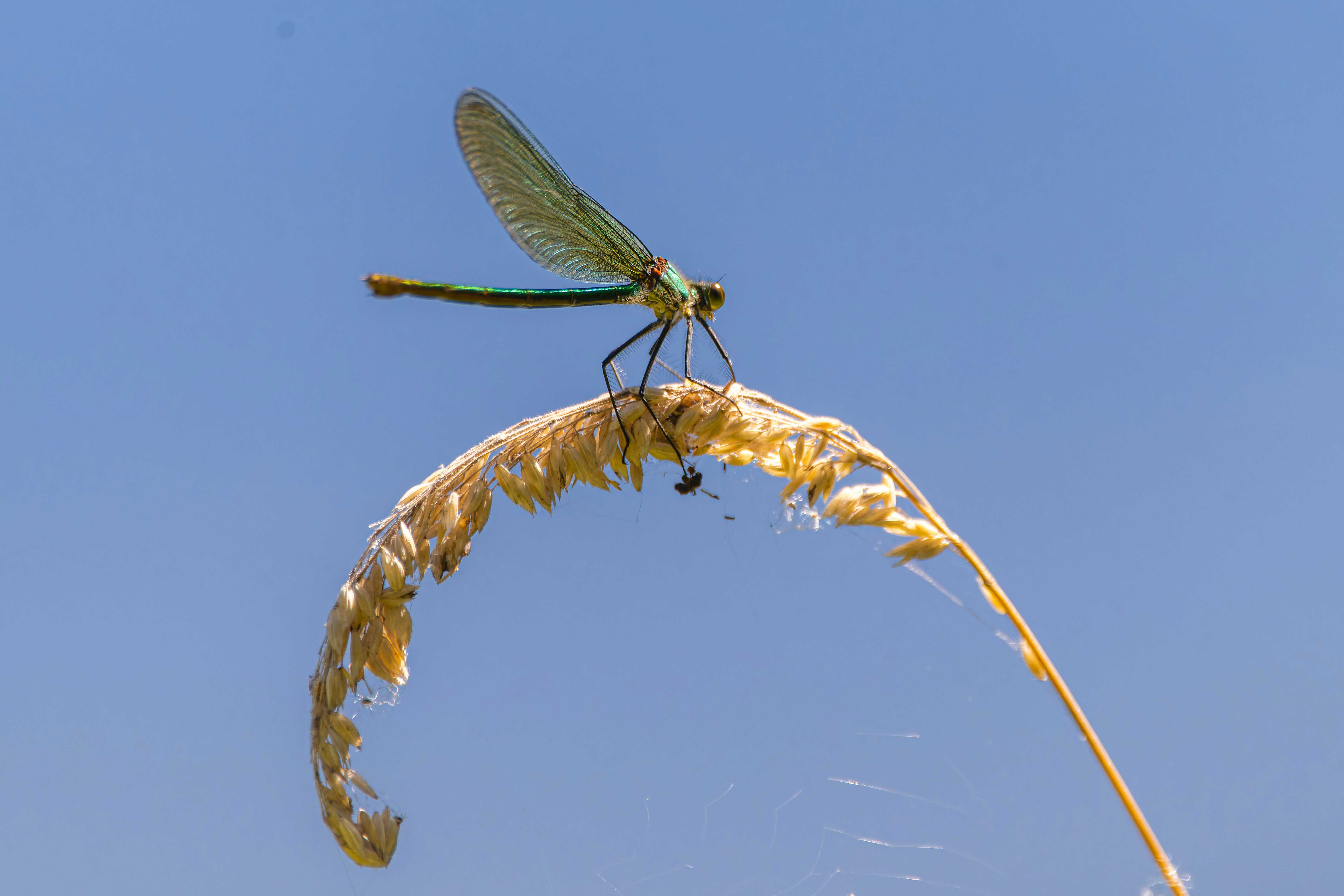 A damselfly rests on a dry stalk of grass.