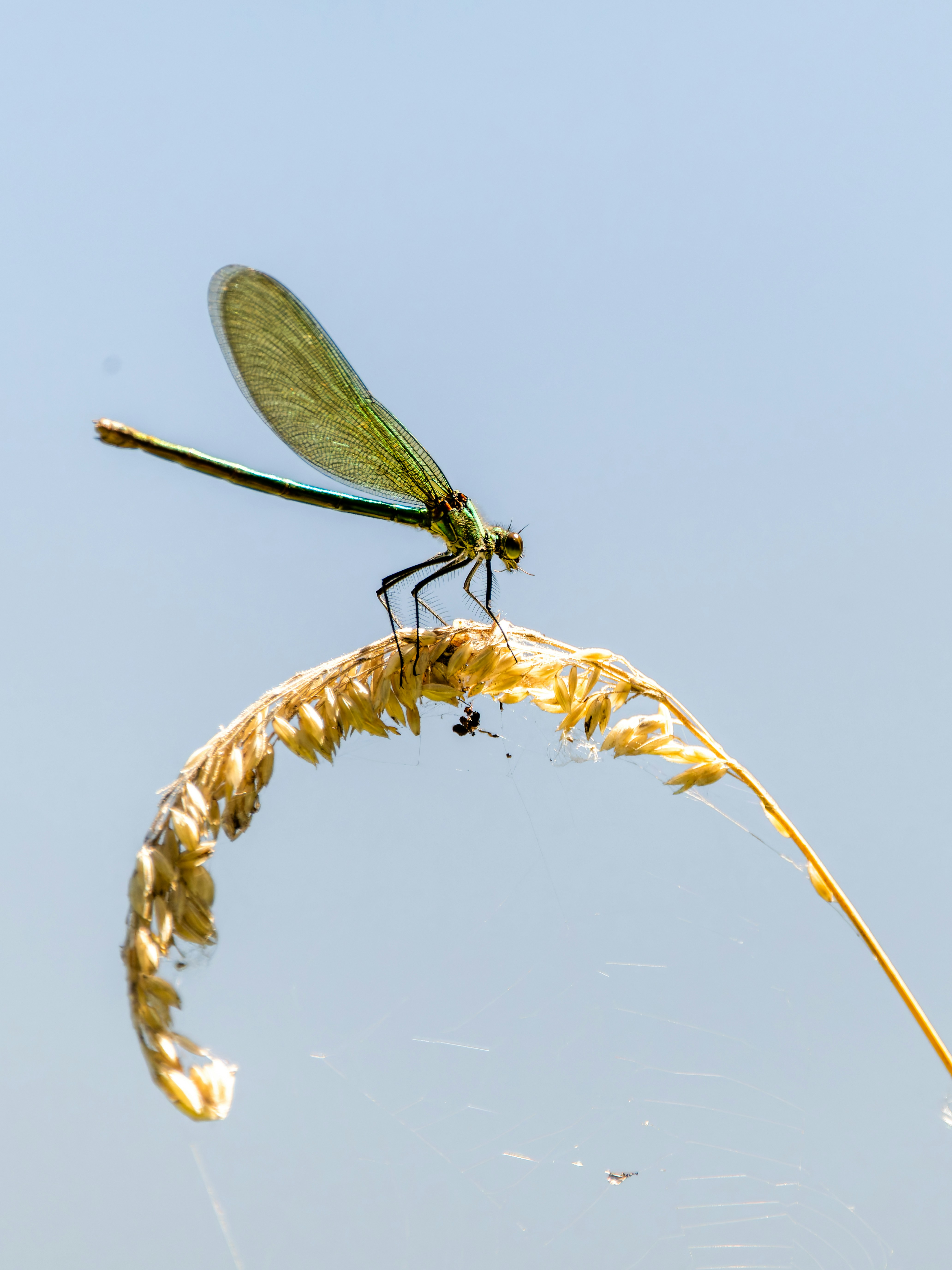 Dragonfly perched on a blade of grass.