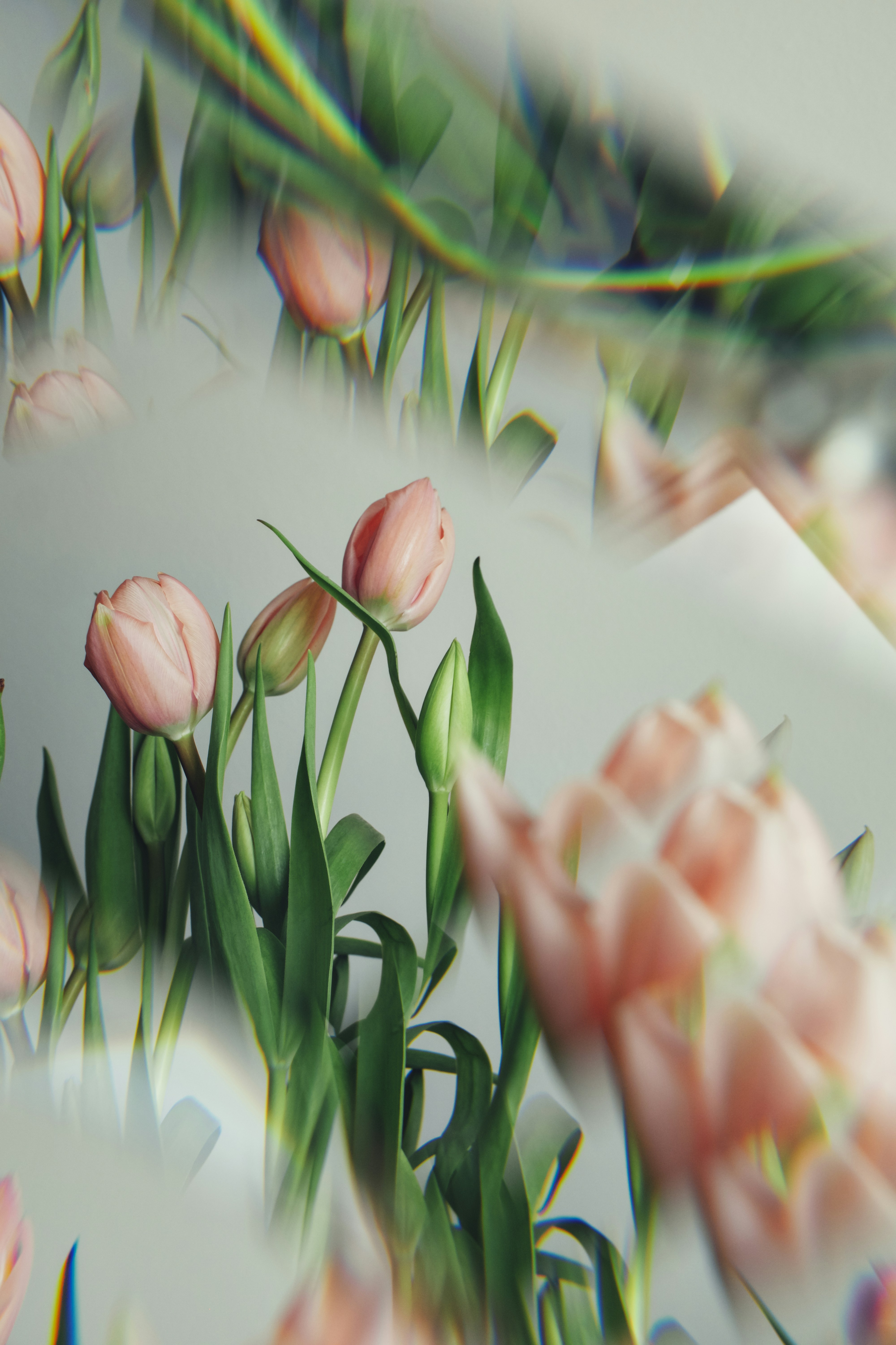 Whispers of Spring: A Floral Symphony
